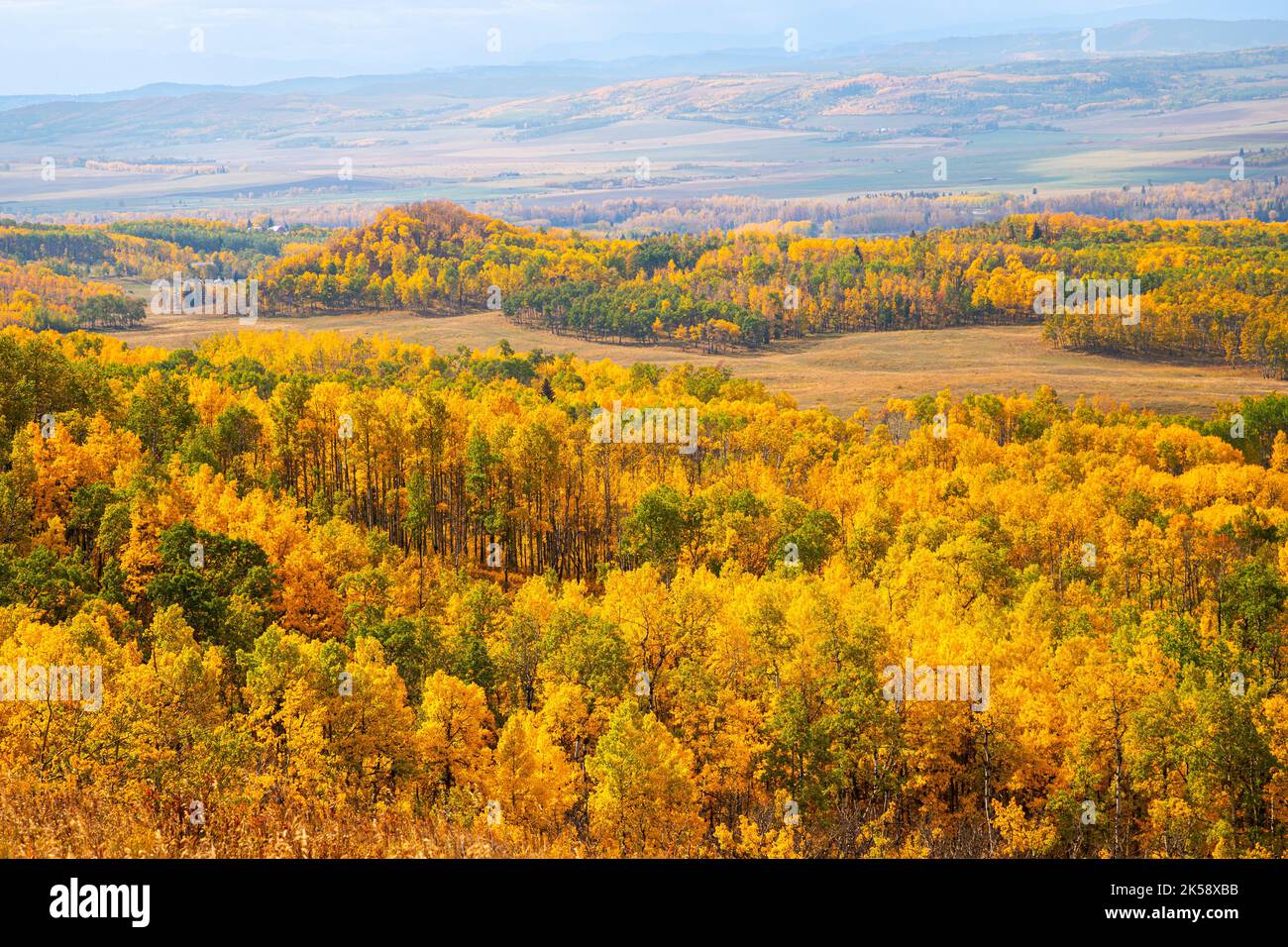 Stunning autumn colors of prairie and forest landscape in Alberta close ...