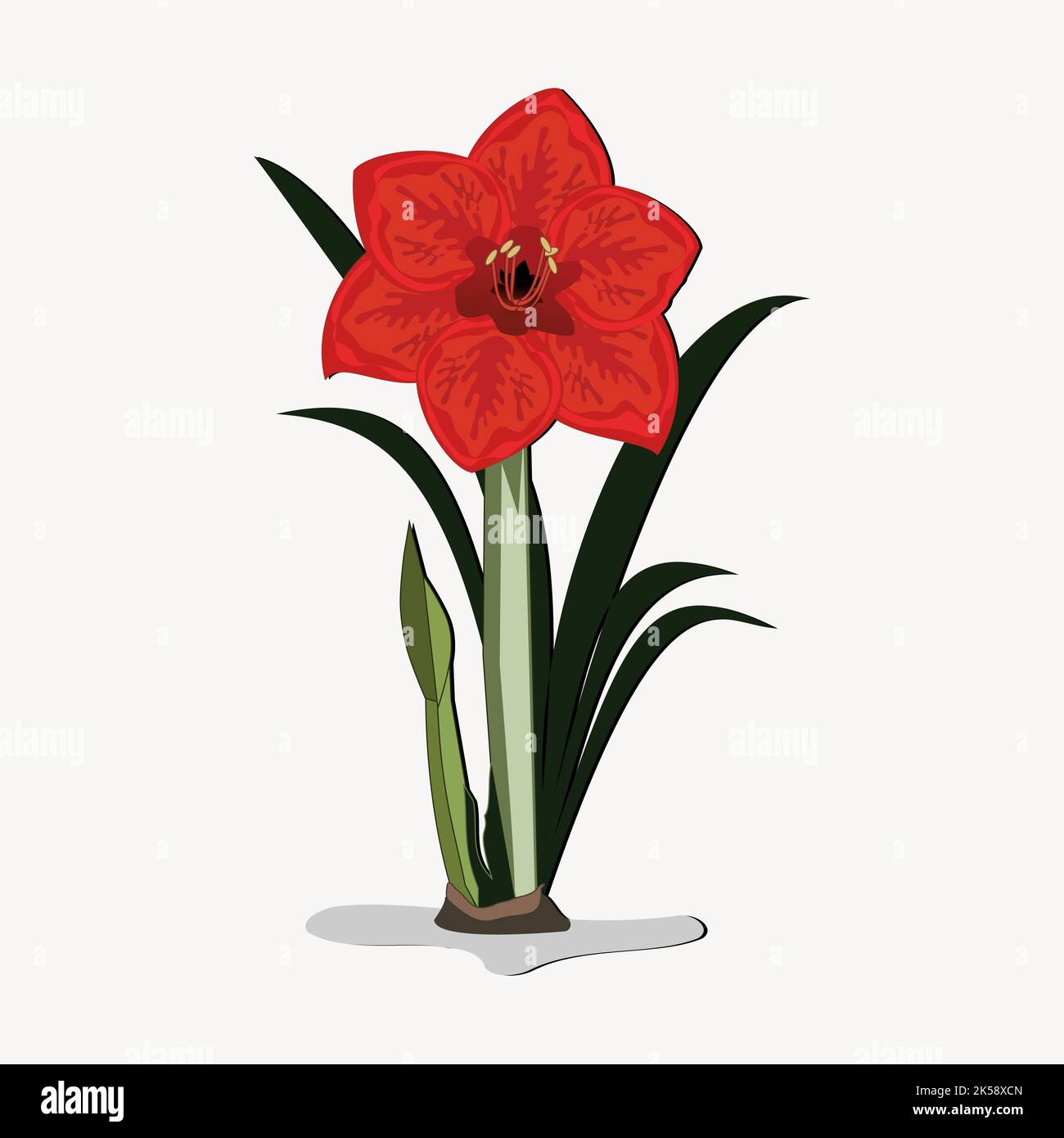 Red amaryllis sticker, flower illustration vector Stock Vector Image ...