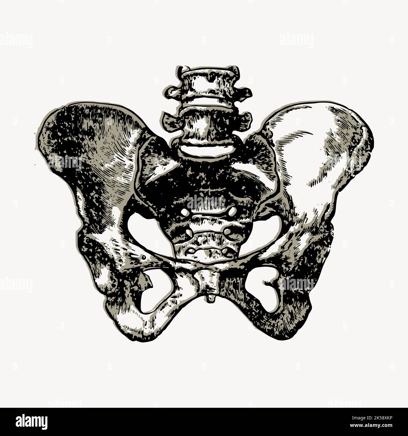 Human pelvic bone clipart hi-res stock photography and images - Alamy