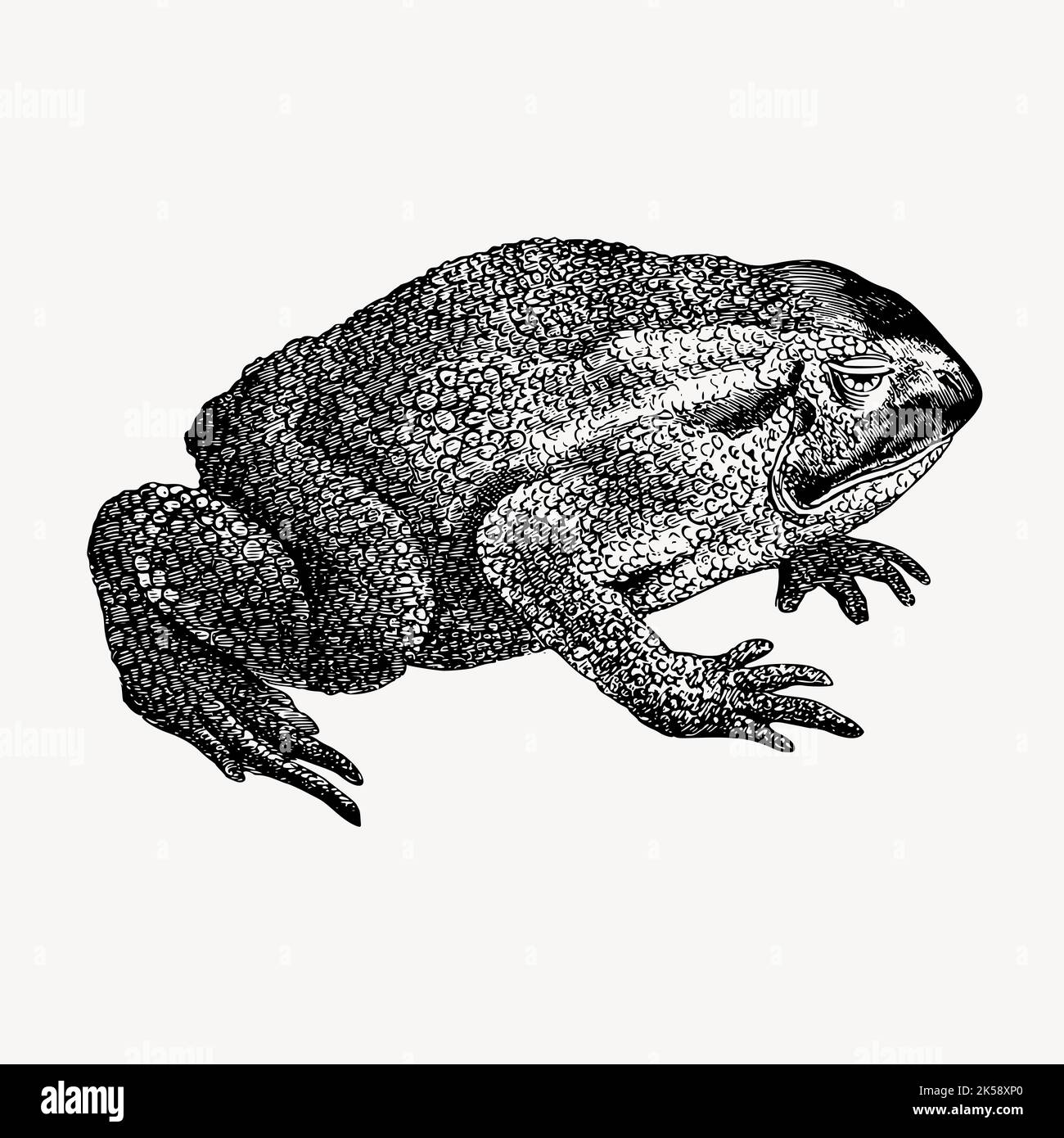 Toad clipart Stock Vector Images - Alamy