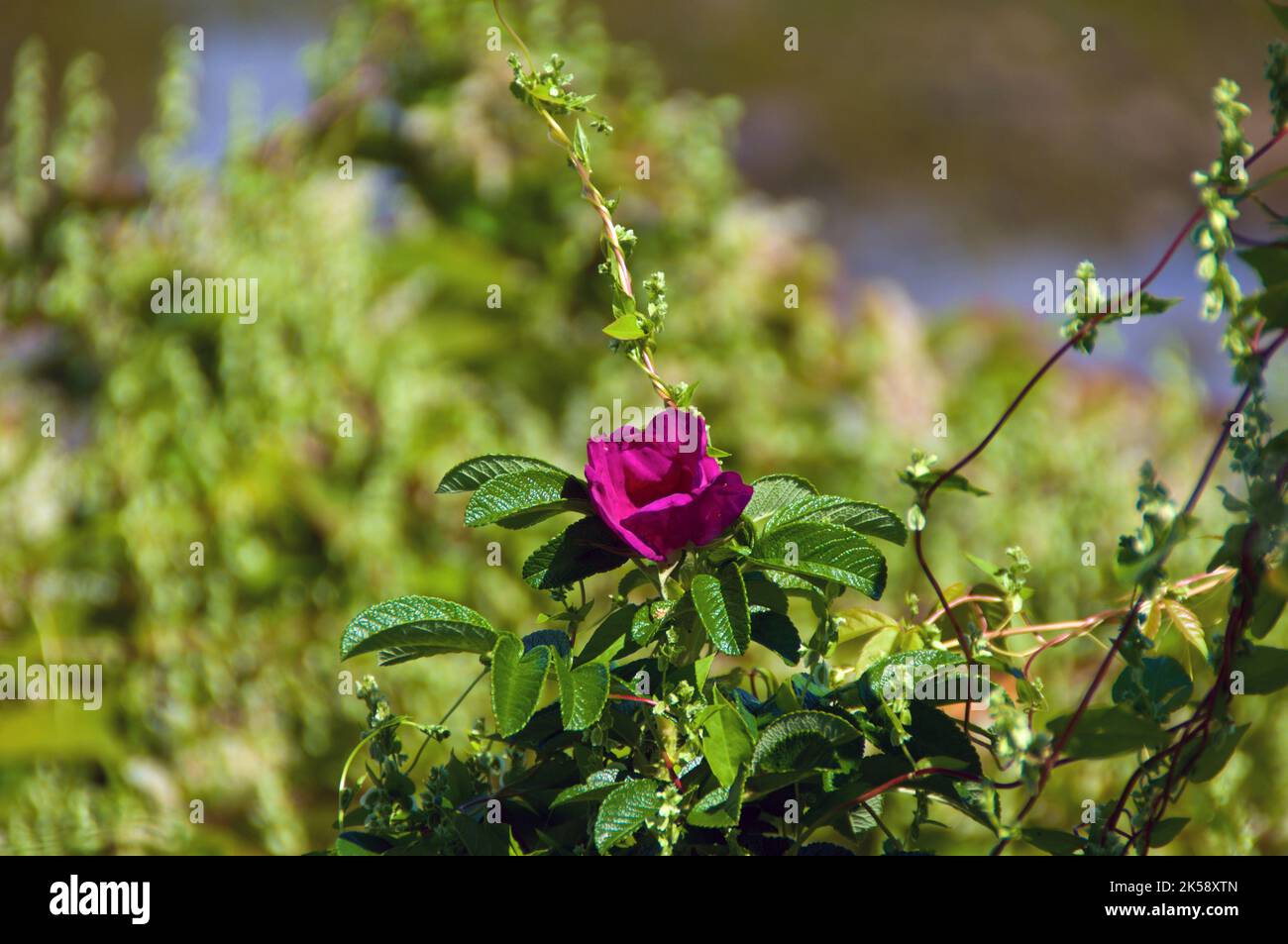 Ogunquit maine marginal way hi-res stock photography and images - Alamy