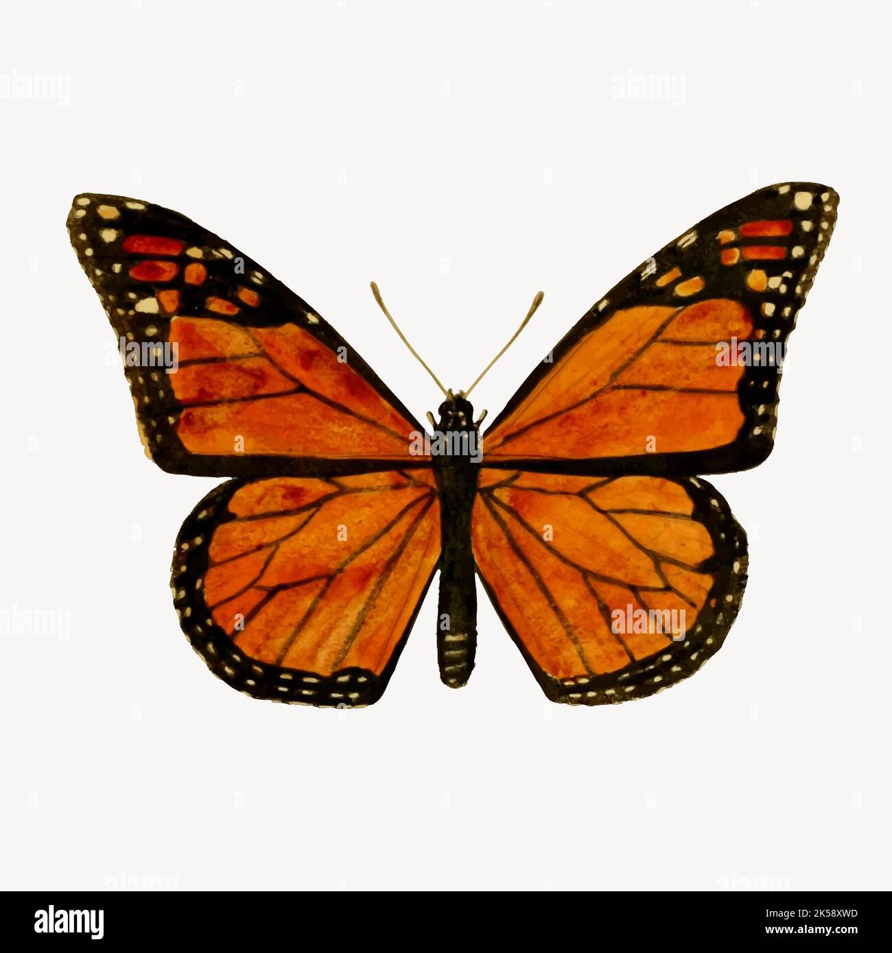 Monarch butterfly clipart, vintage insect illustration vector Stock ...