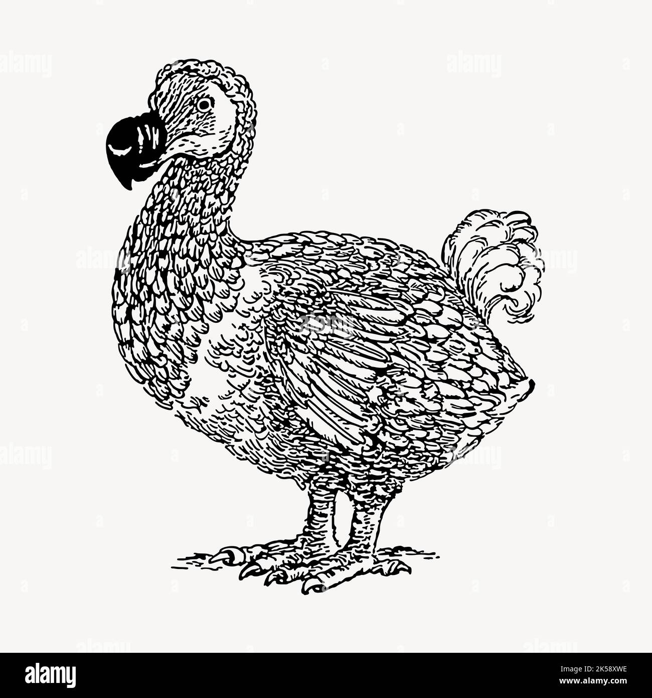 Dodo bird clipart, vintage wildlife illustration vector Stock Vector Image & Art - Alamy