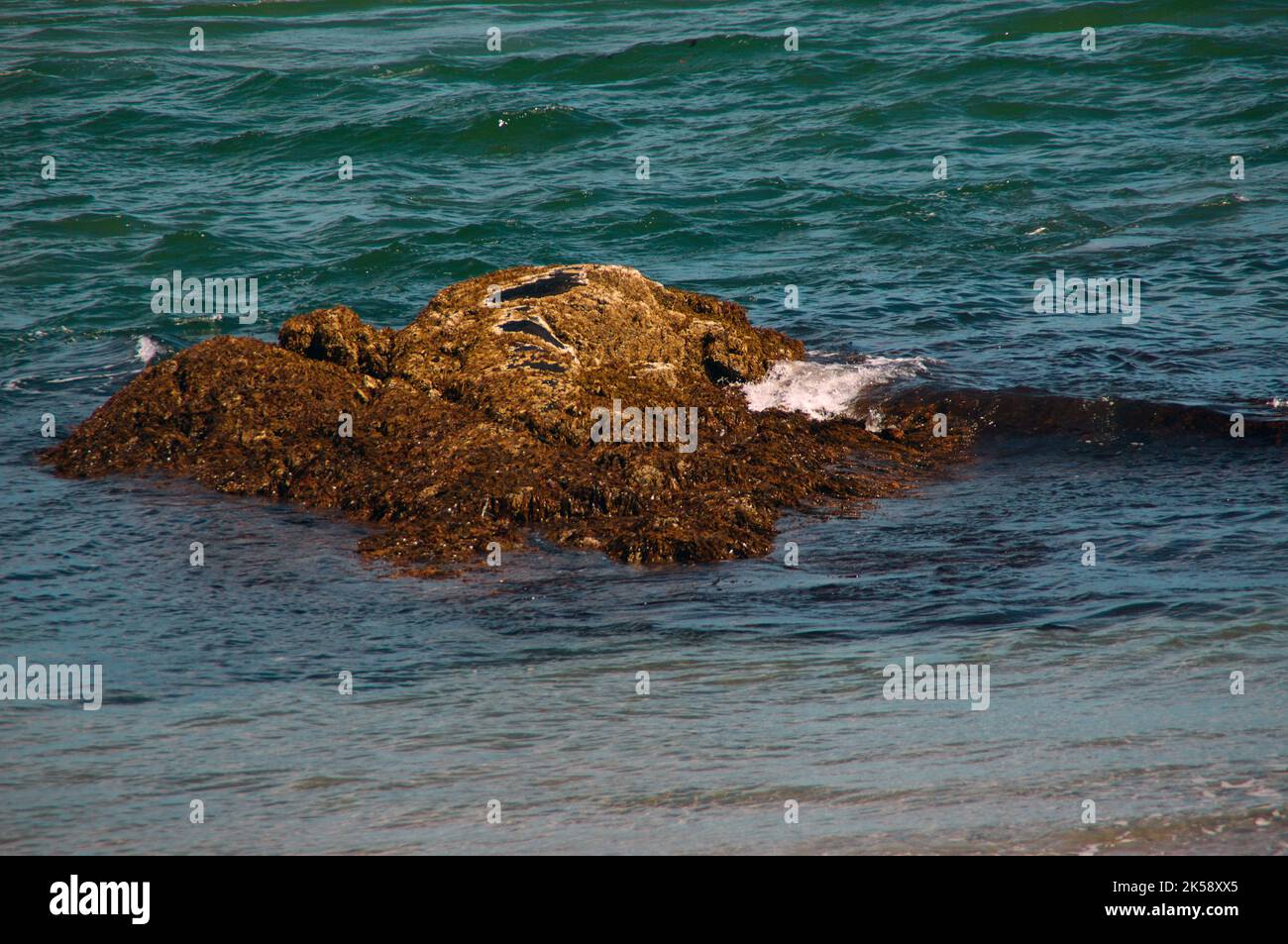 Plant plankton hi-res stock photography and images - Alamy