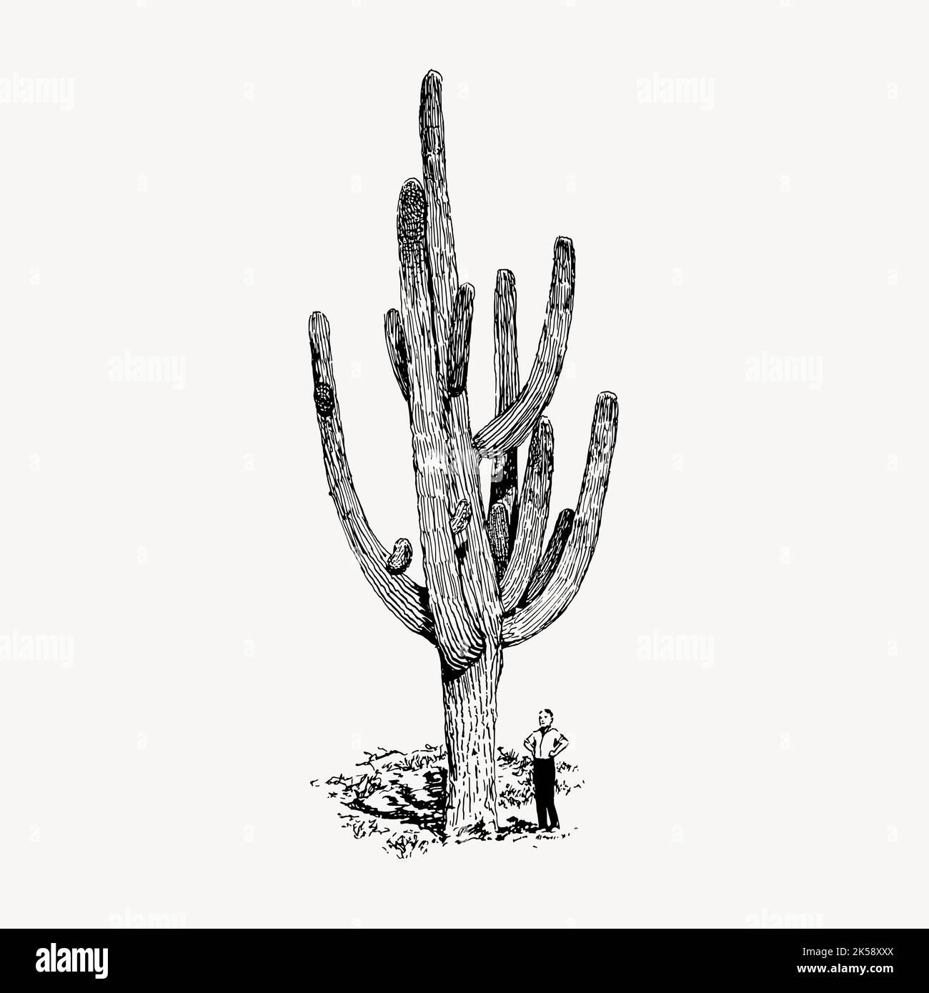 Vintage Cactus Flower Clip Art
