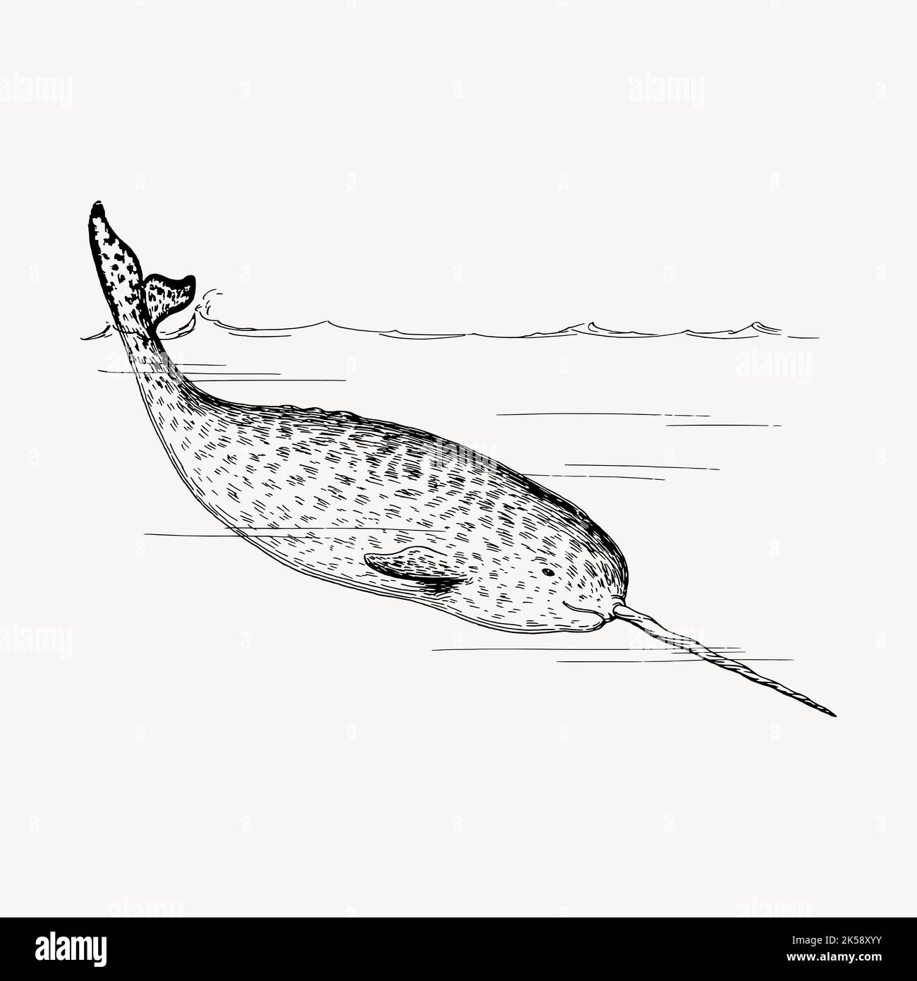 Narwhal clipart, vintage sea life illustration vector Stock Vector ...