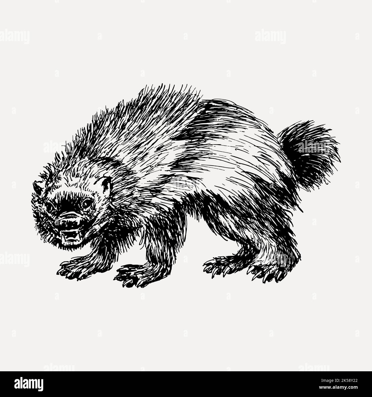 Wolverine clipart, vintage animal illustration vector Stock Vector ...