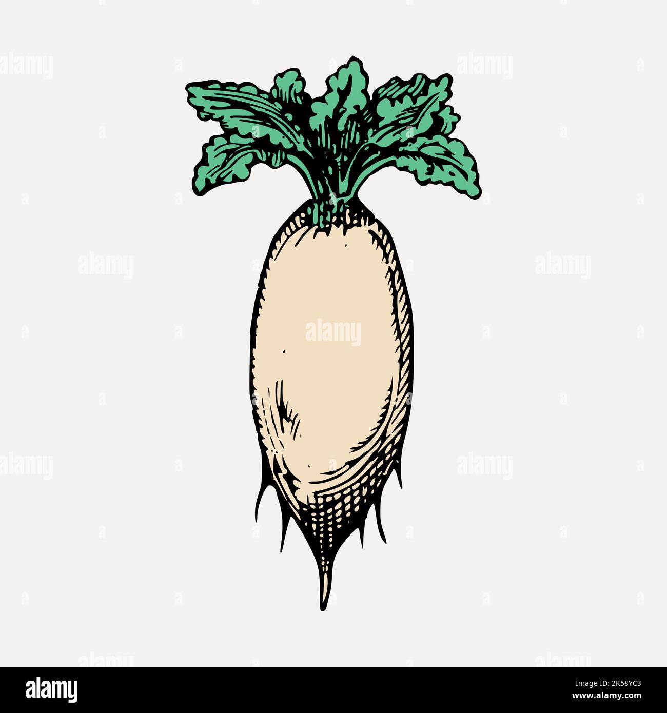 Daikon radish clipart, vintage vegetable illustration vector Stock ...