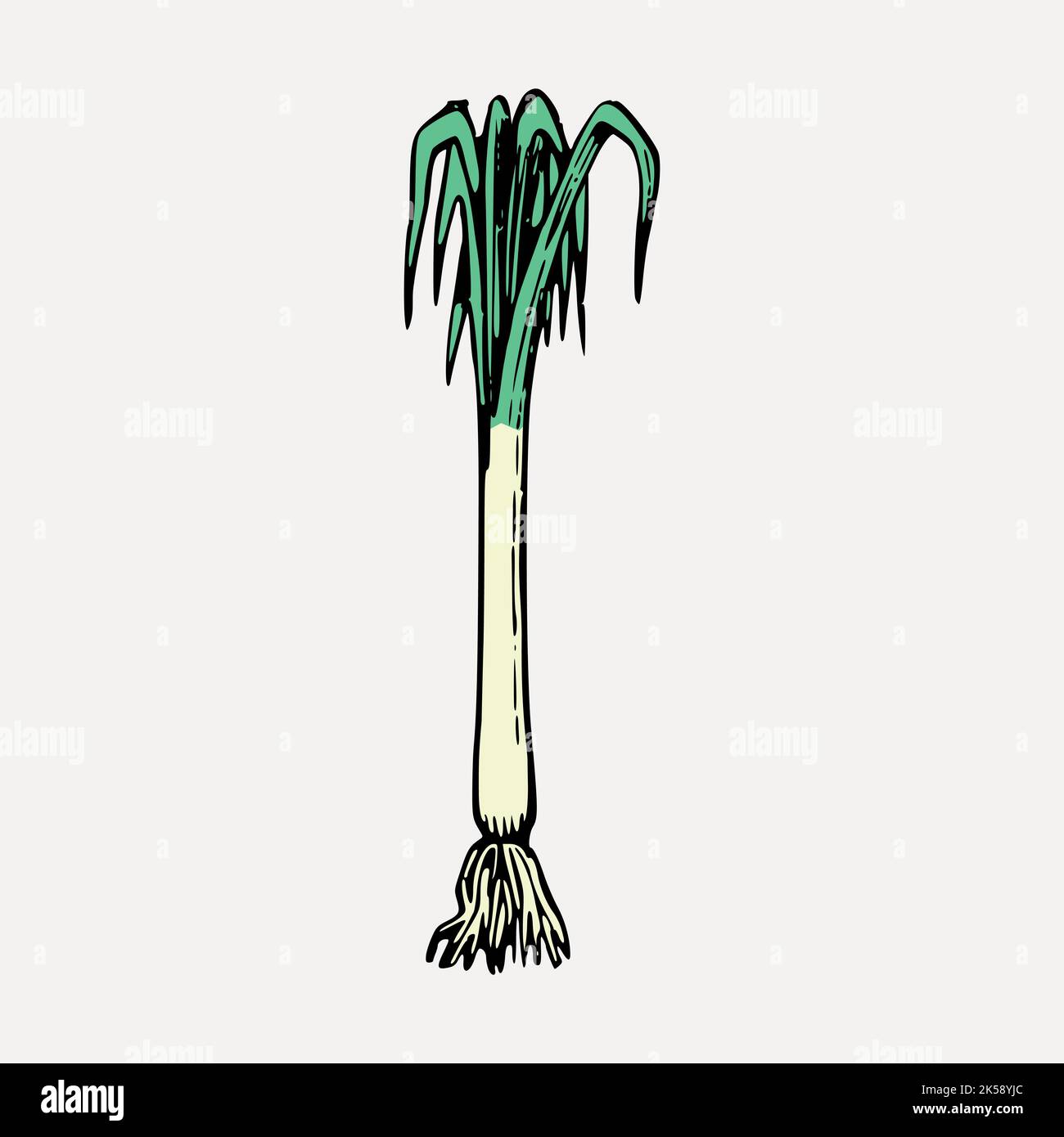 Spring onion clipart, vintage vegetable illustration vector Stock ...
