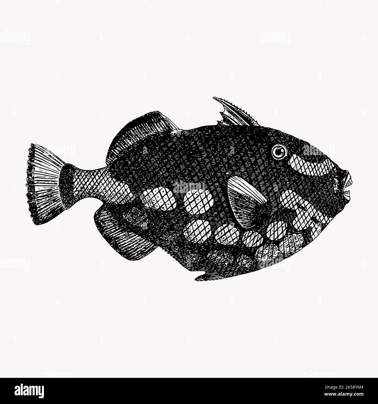Triggerfish clipart, vintage sea animal illustration vector Stock ...