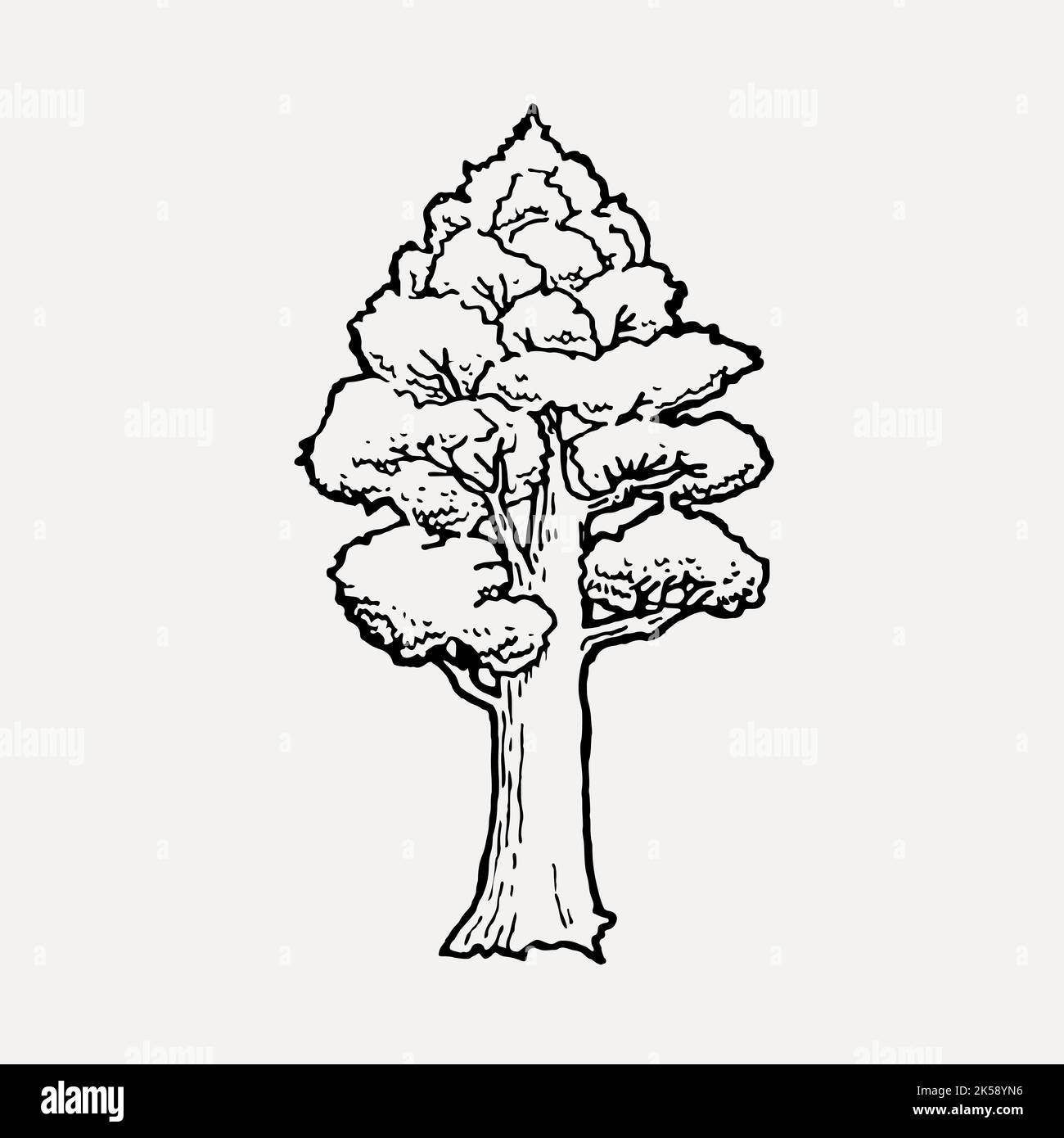 Totara tree drawing hi-res stock photography and images - Alamy