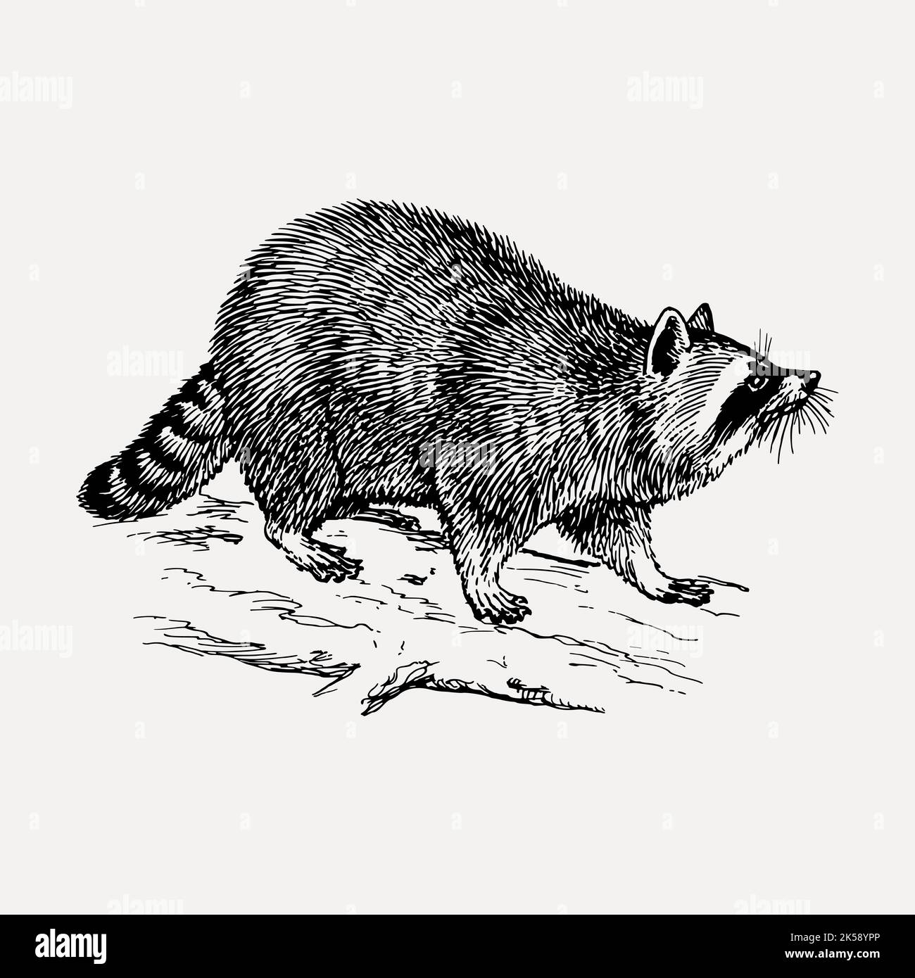 Raccoon clipart, vintage animal illustration vector Stock Vector Image ...