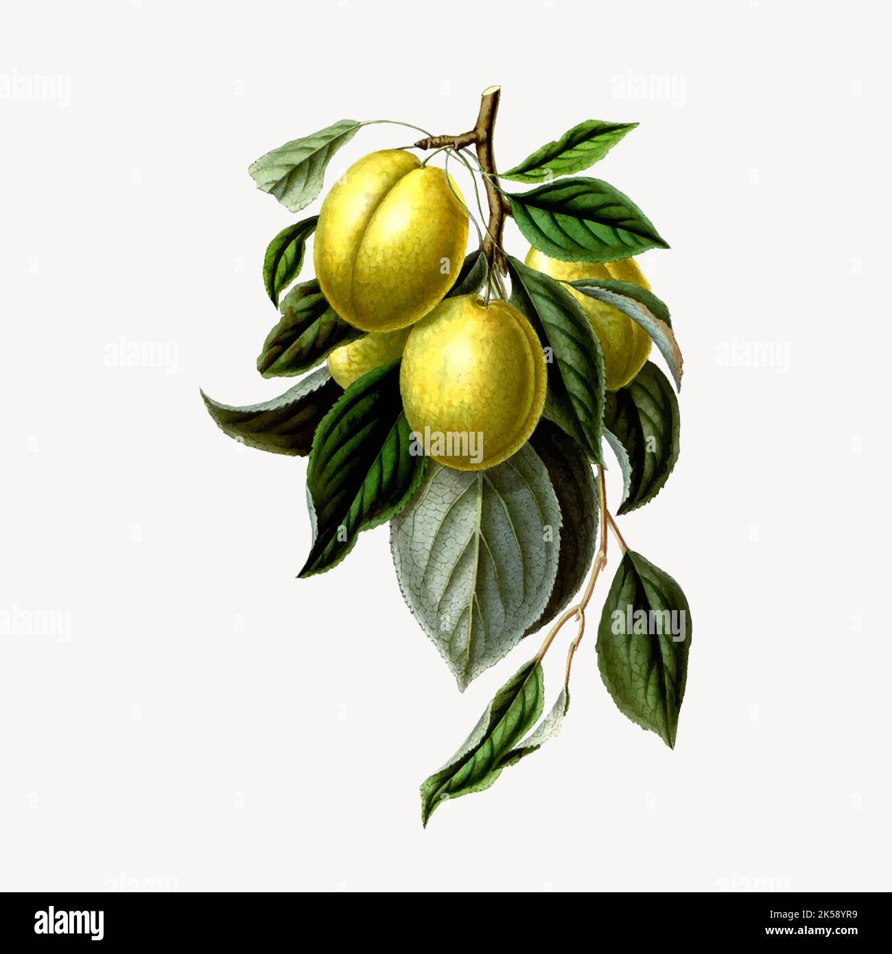 Mirabelle plum clipart, golden esperen, vintage fruit illustration ...