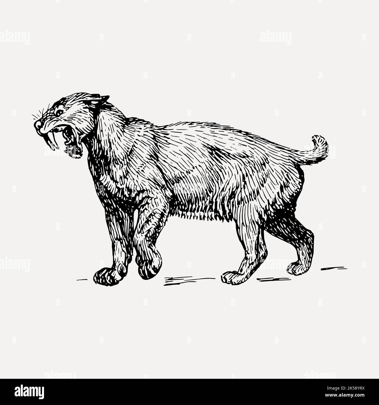 Smilodon tiger clipart, vintage animal illustration vector Stock Vector ...