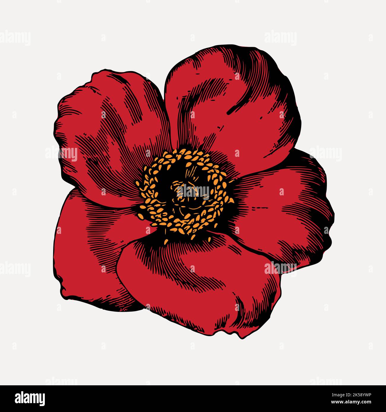 Red poppy flower clipart, vintage botanical illustration vector Stock ...