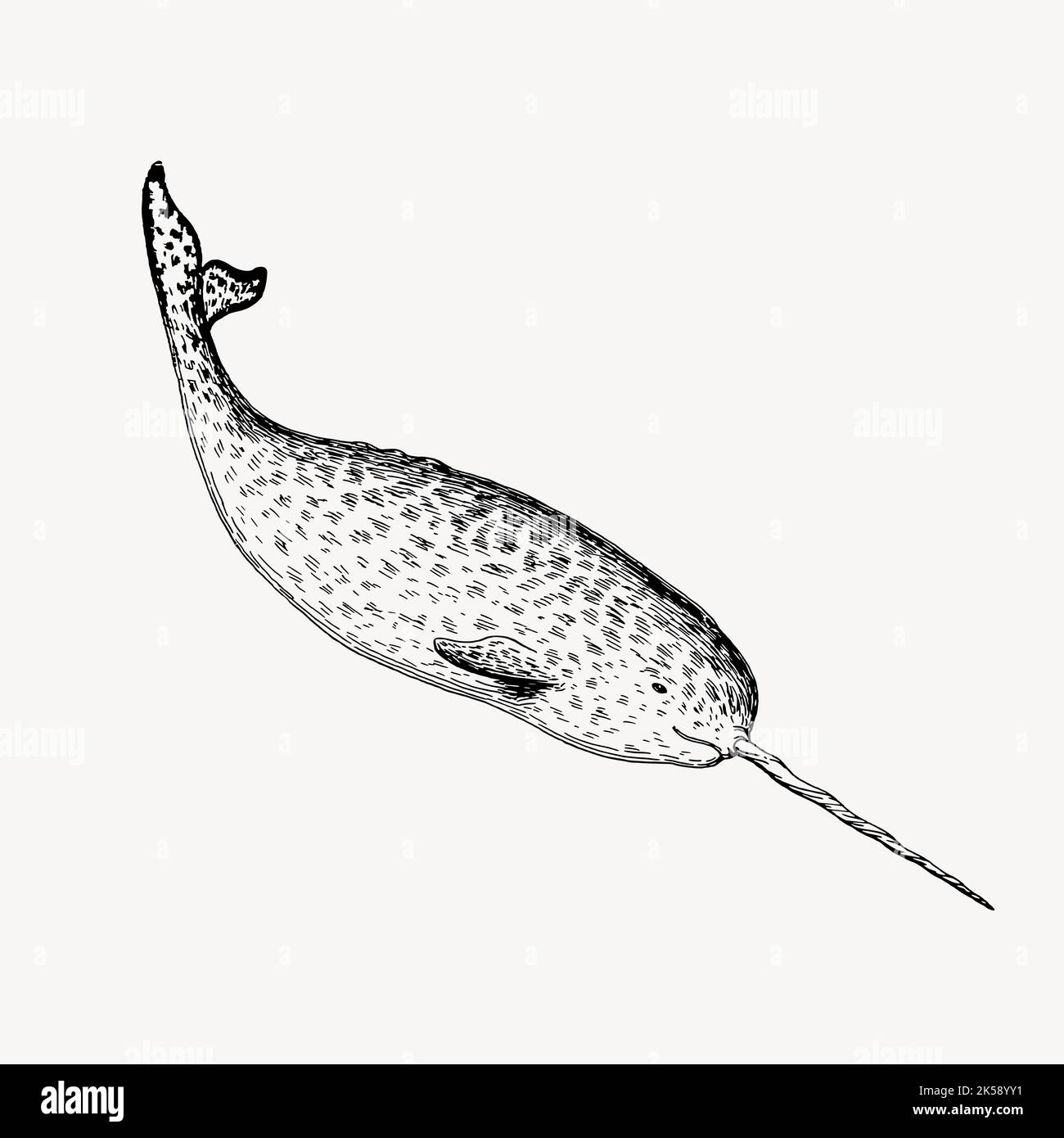 Narwhal clipart, vintage sea life illustration vector Stock Vector ...