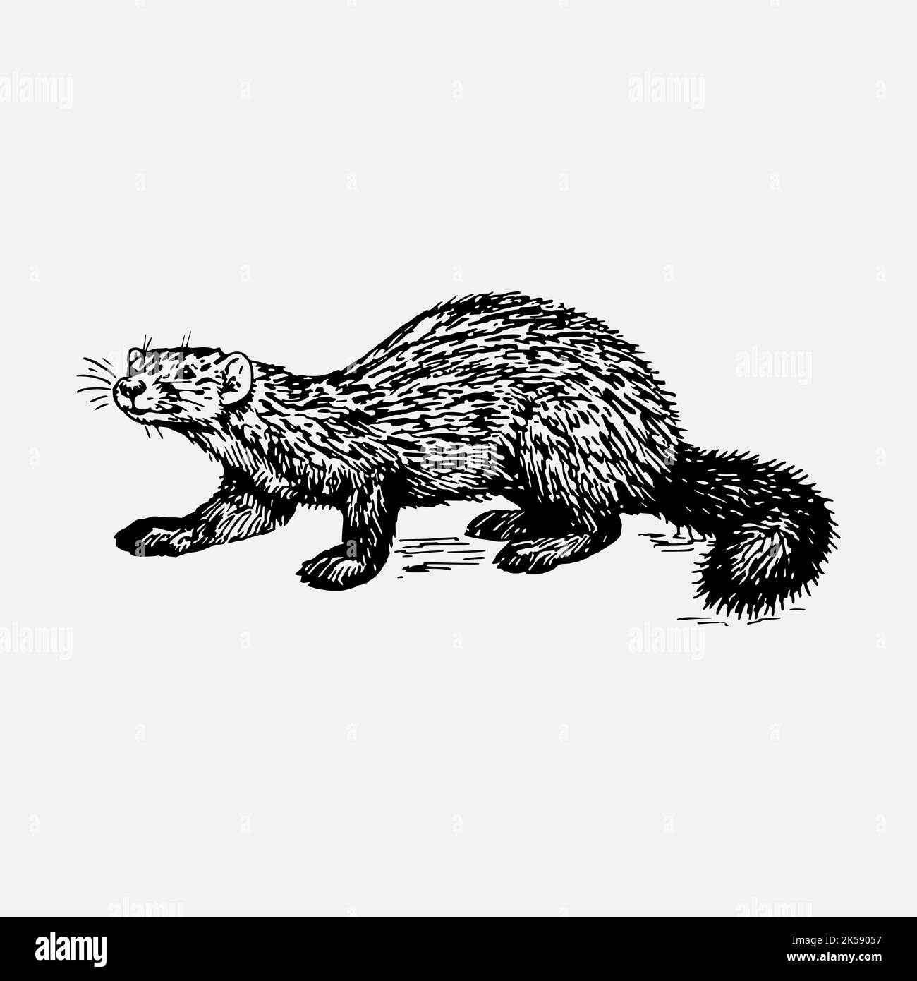 Sable clipart, vintage animal illustration vector Stock Vector Image ...