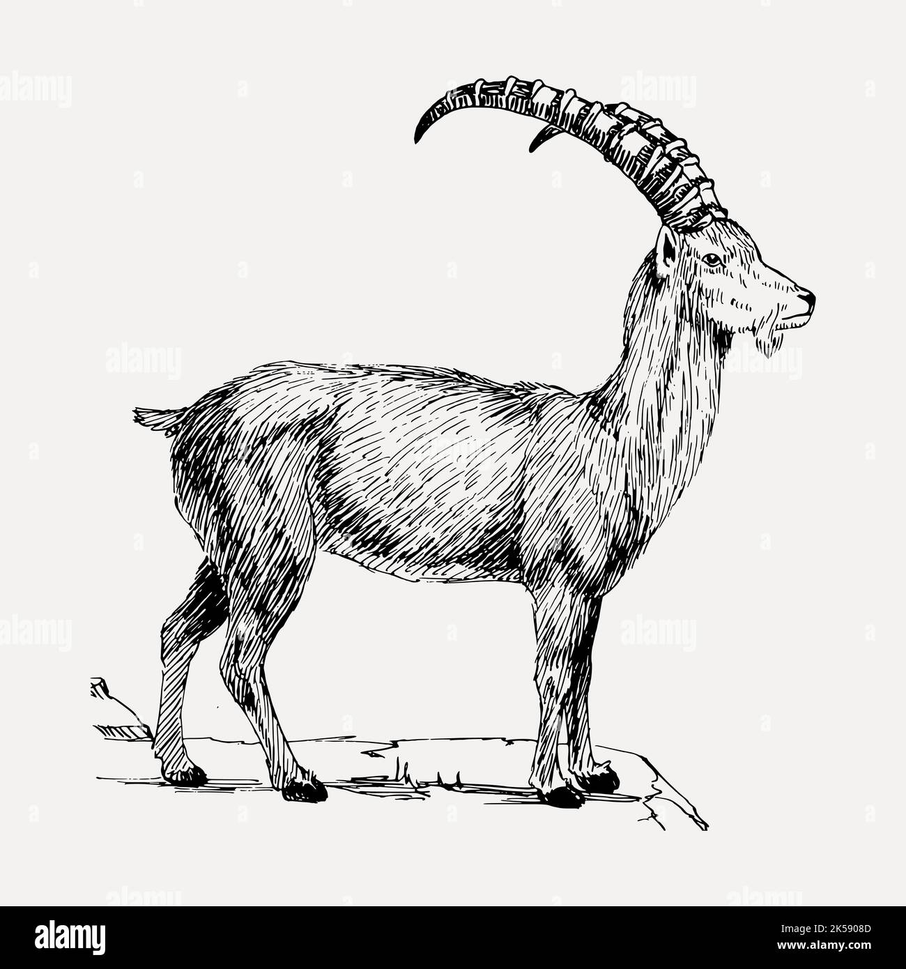Ibex clipart, vintage animal illustration vector Stock Vector Image ...