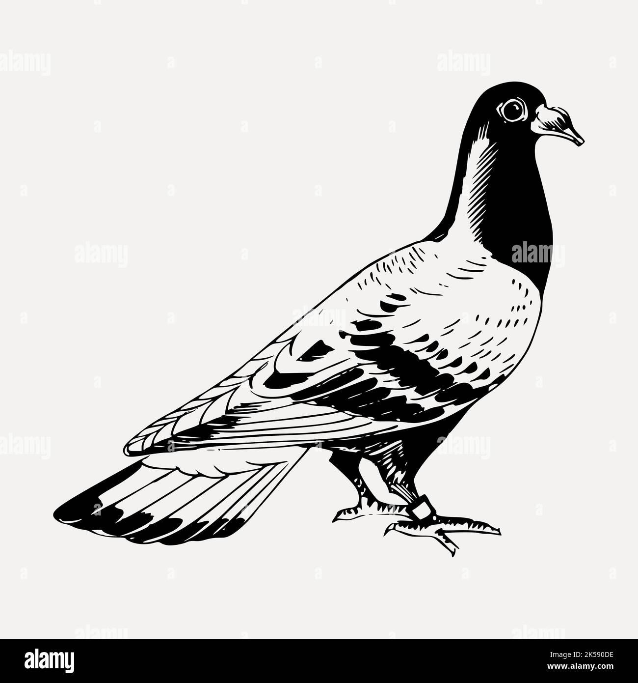 Pigeon clipart, vintage bird illustration vector Stock Vector Image ...