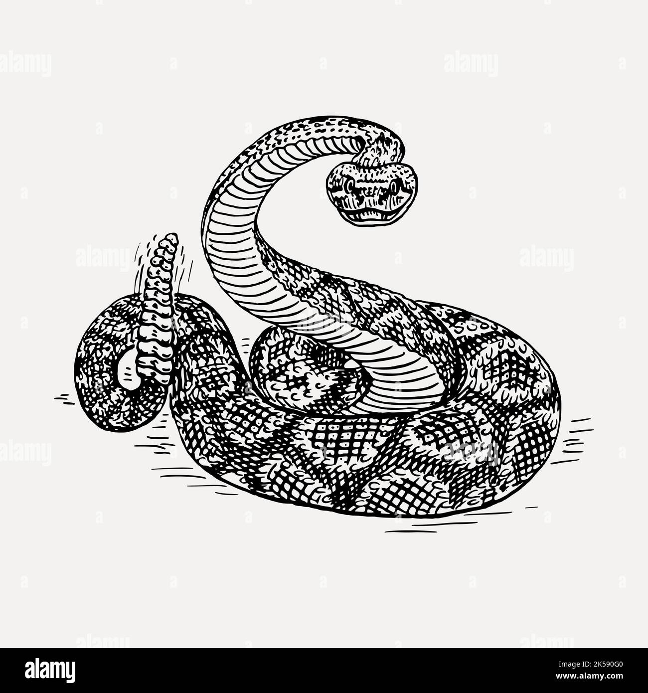 Rattlesnake Clipart Vector Images