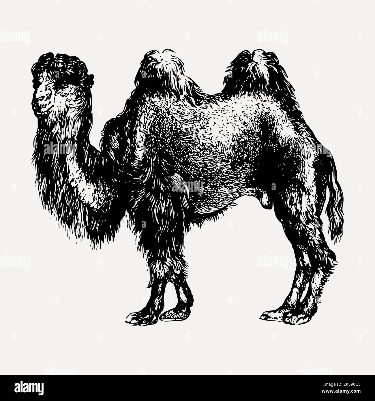 Camel clipart Stock Vector Images - Alamy