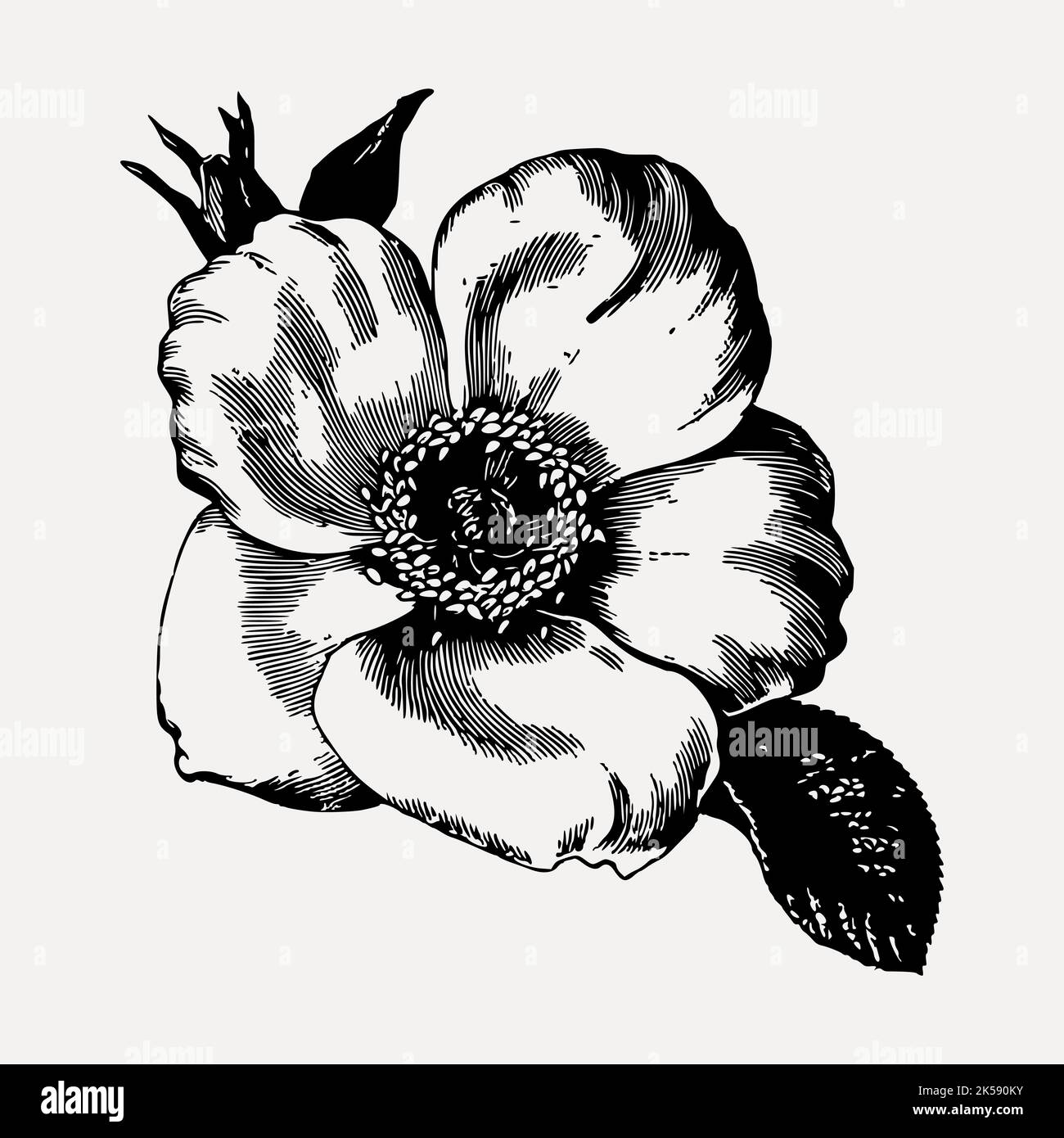 Poppy flower clipart, vintage botanical illustration vector Stock ...