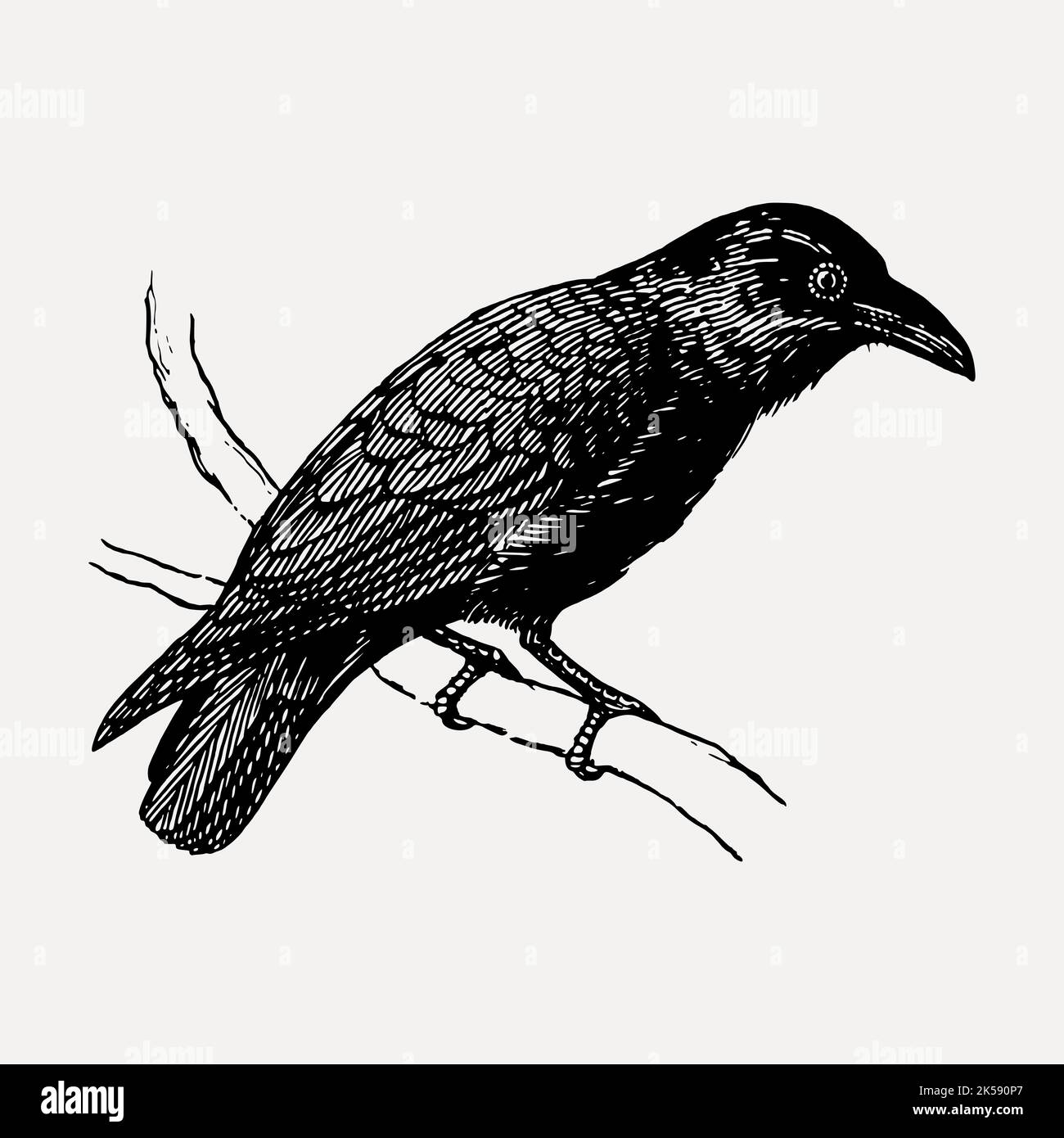 Raven clipart, vintage bird illustration vector Stock Vector Image ...