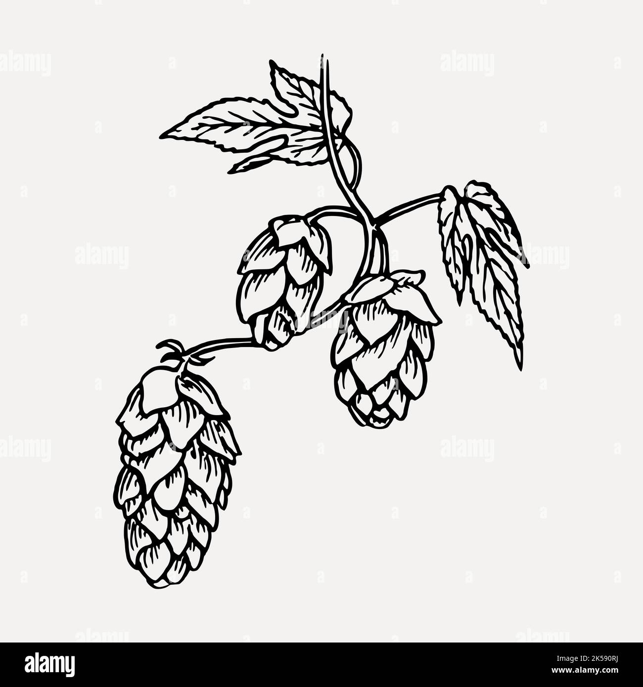 Hops Vector Clipart