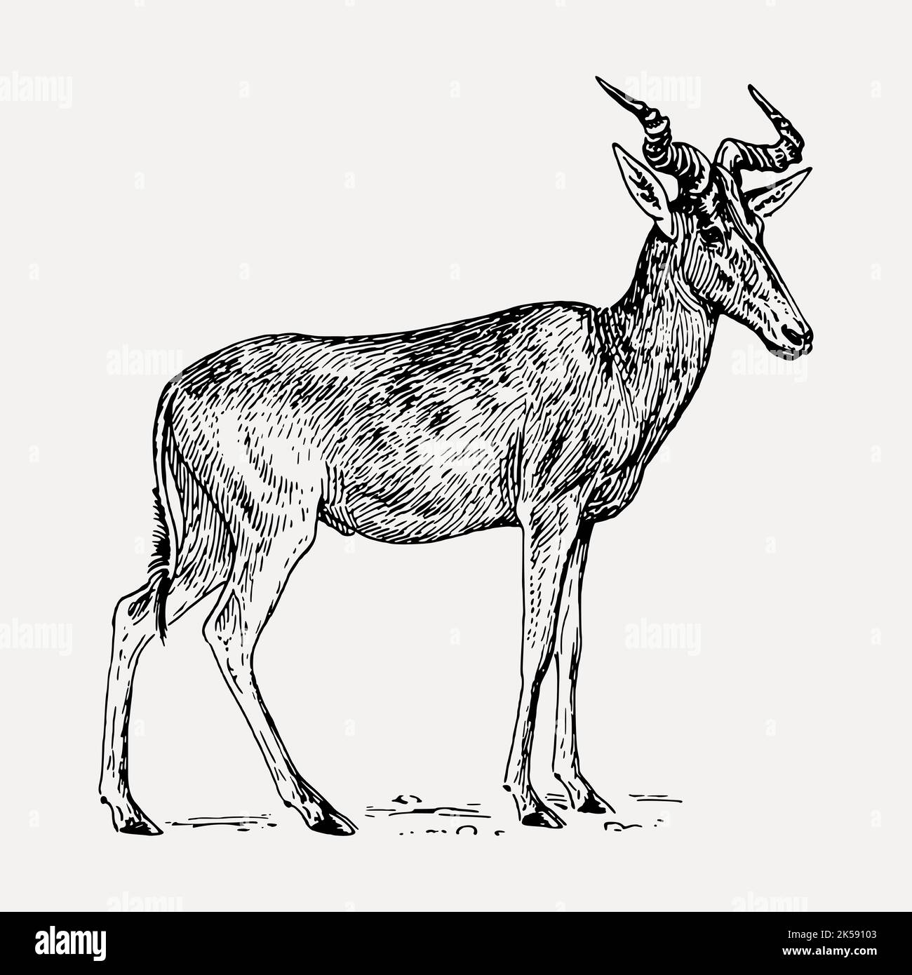 Hartebeest clipart Stock Vector Images - Alamy