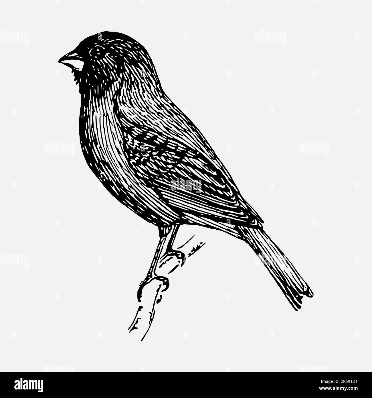 Indigo bunting bird clipart, vintage animal illustration vector Stock ...