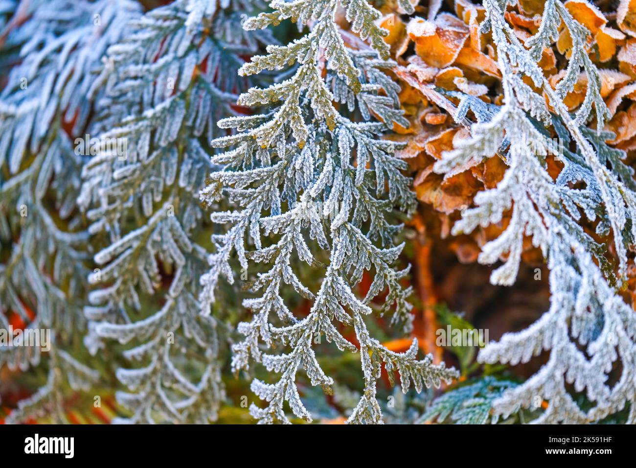 Thuja branches in white frost background. thuja leaves in frost.Cold ...