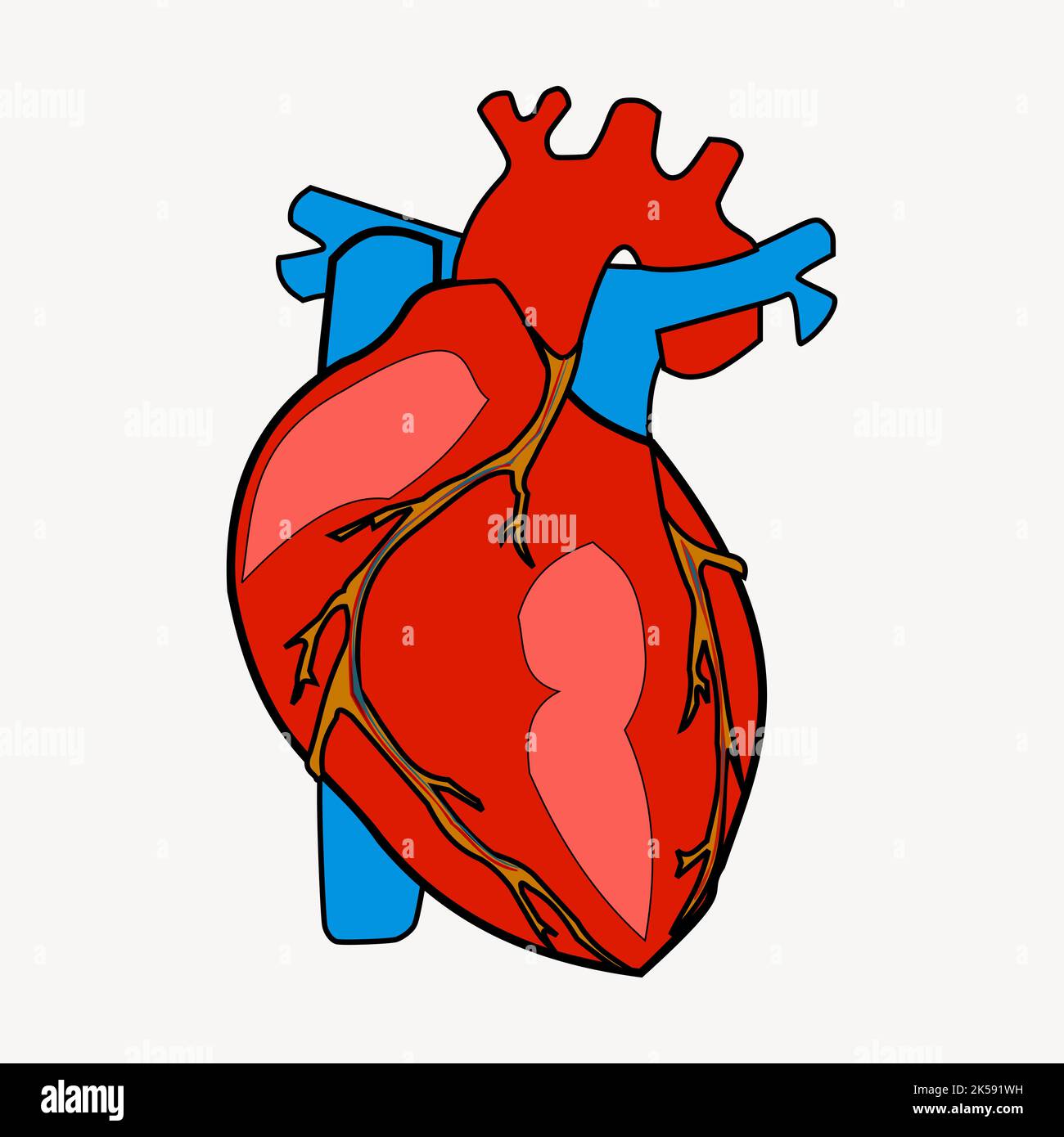 Human heart sticker, medical illustration vector Stock Vector Image ...