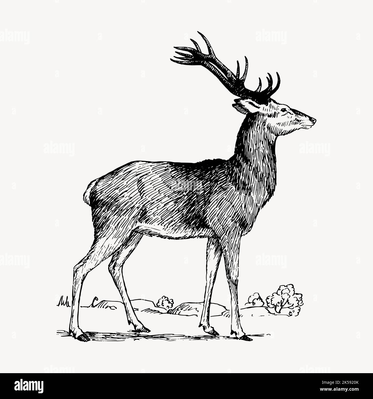 Stag drawing hi-res stock photography and images - Alamy