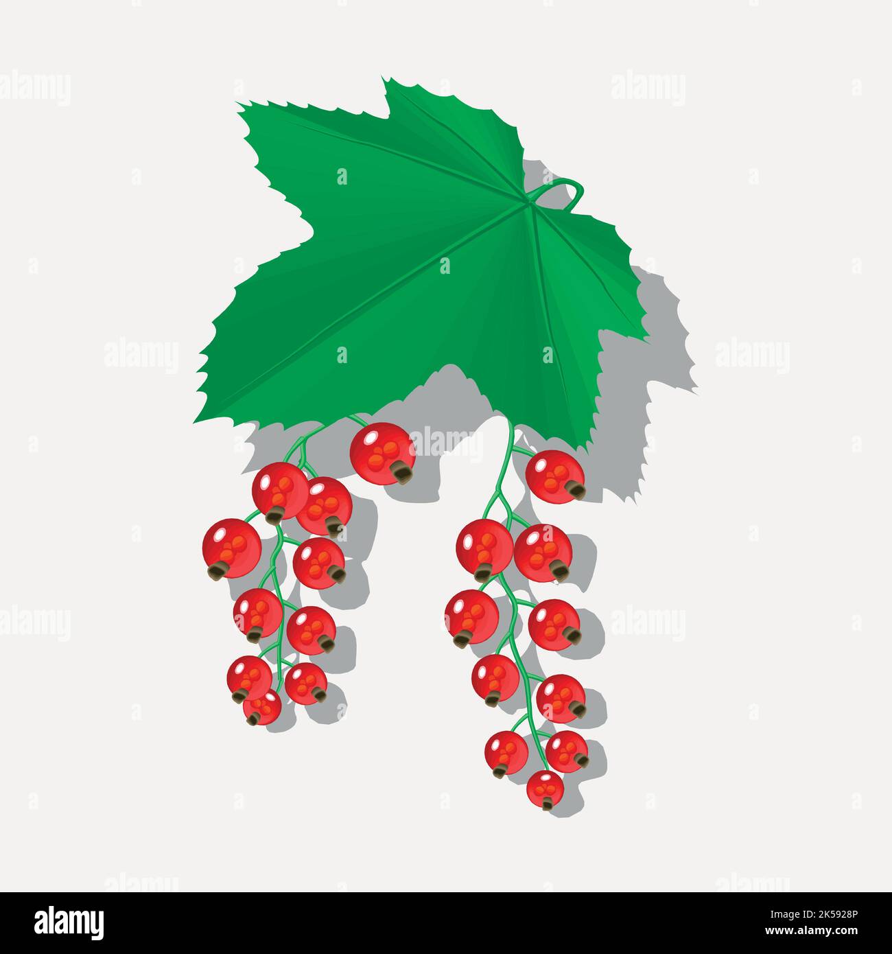 Red currant clipart, botanical illustration vector Stock Vector Image ...