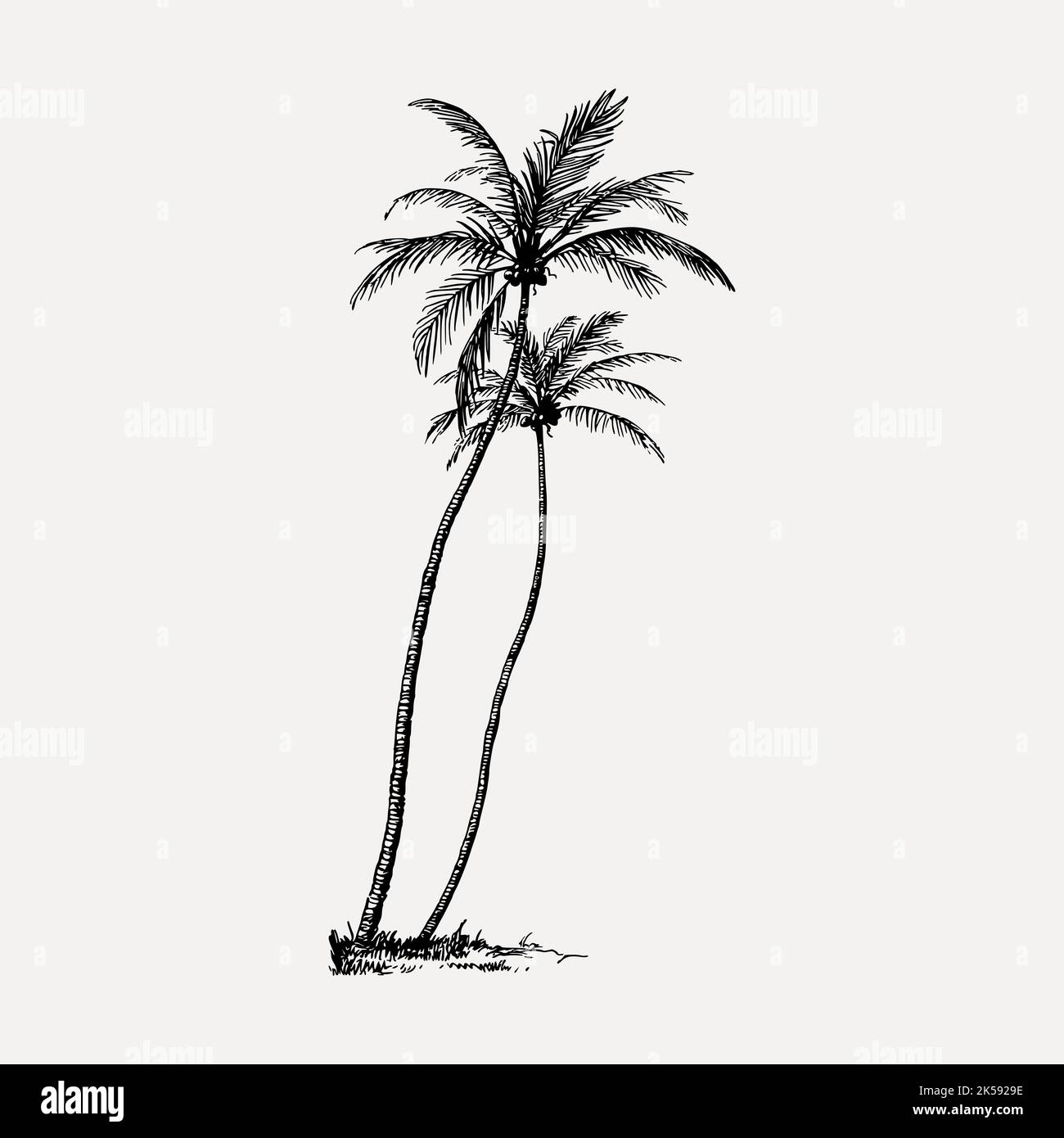 Coconut tree clipart Stock Vector Images - Alamy
