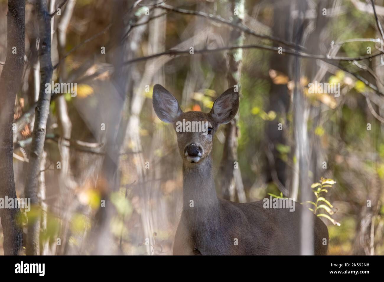 White-tailed doe deep within a northern Wisconsin woodland Stock Photo ...