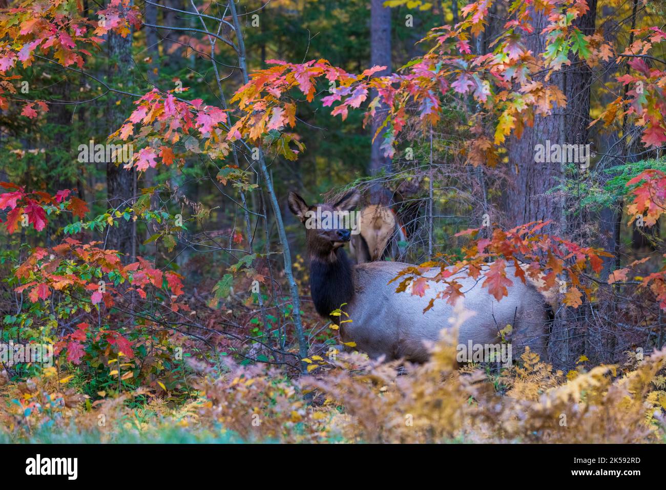 Cow elk in the Chequamegon-Nicolet National Forest in Clam Lake ...