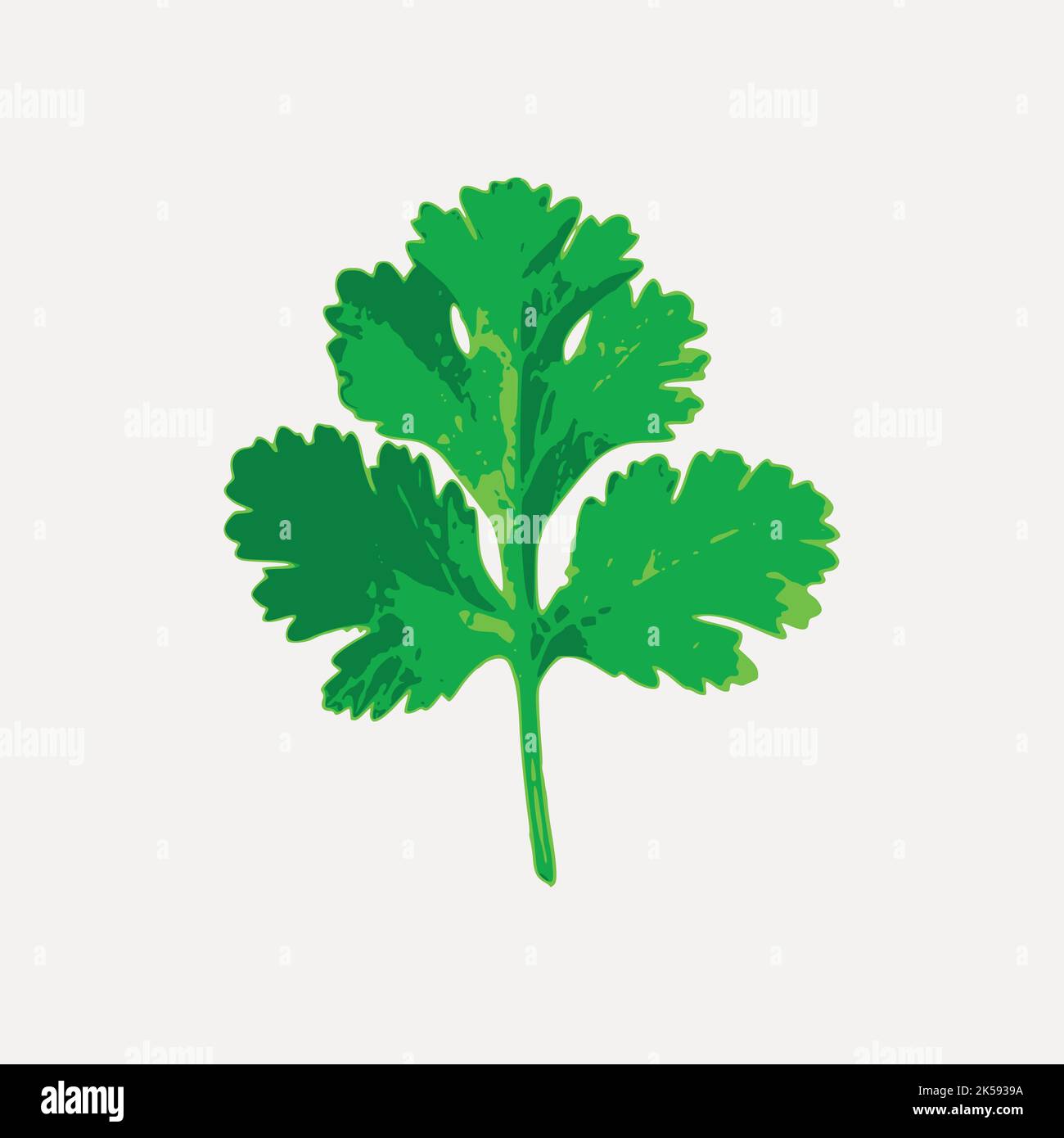 Coriander Leaf Vector