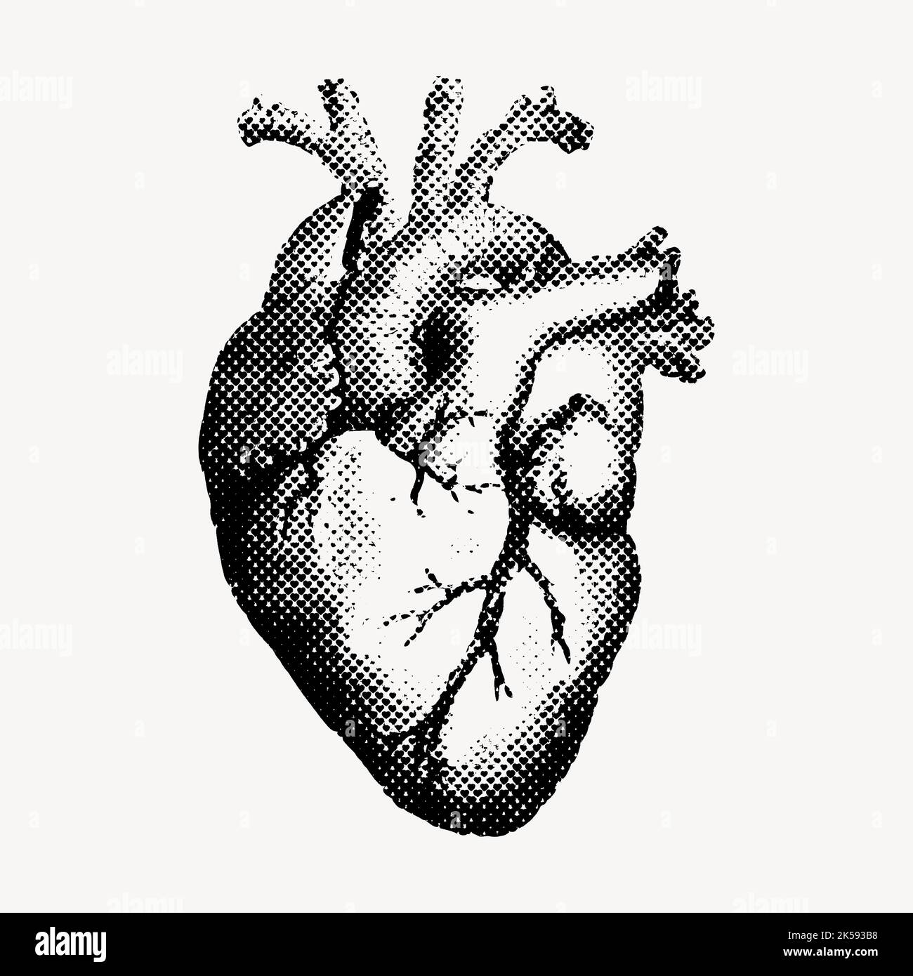 Heart drawing, vintage medical illustration vector Stock Vector Image ...