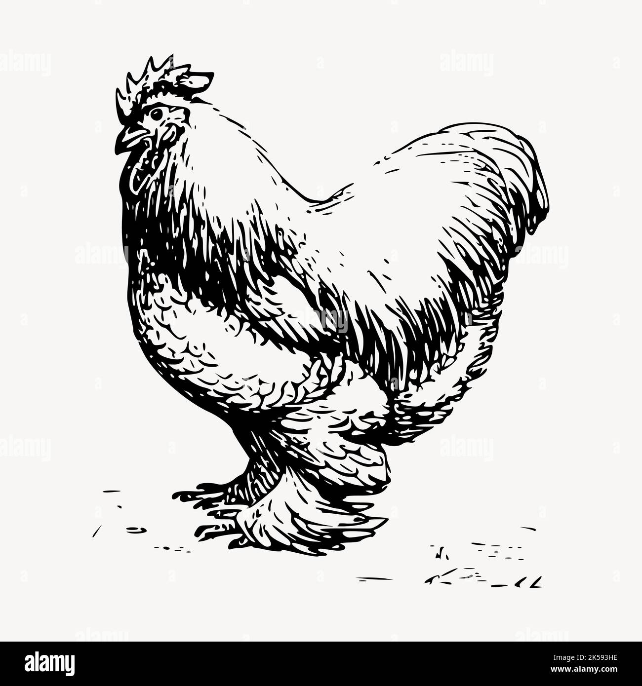Chicken drawing, vintage farm animal illustration vector Stock Vector ...