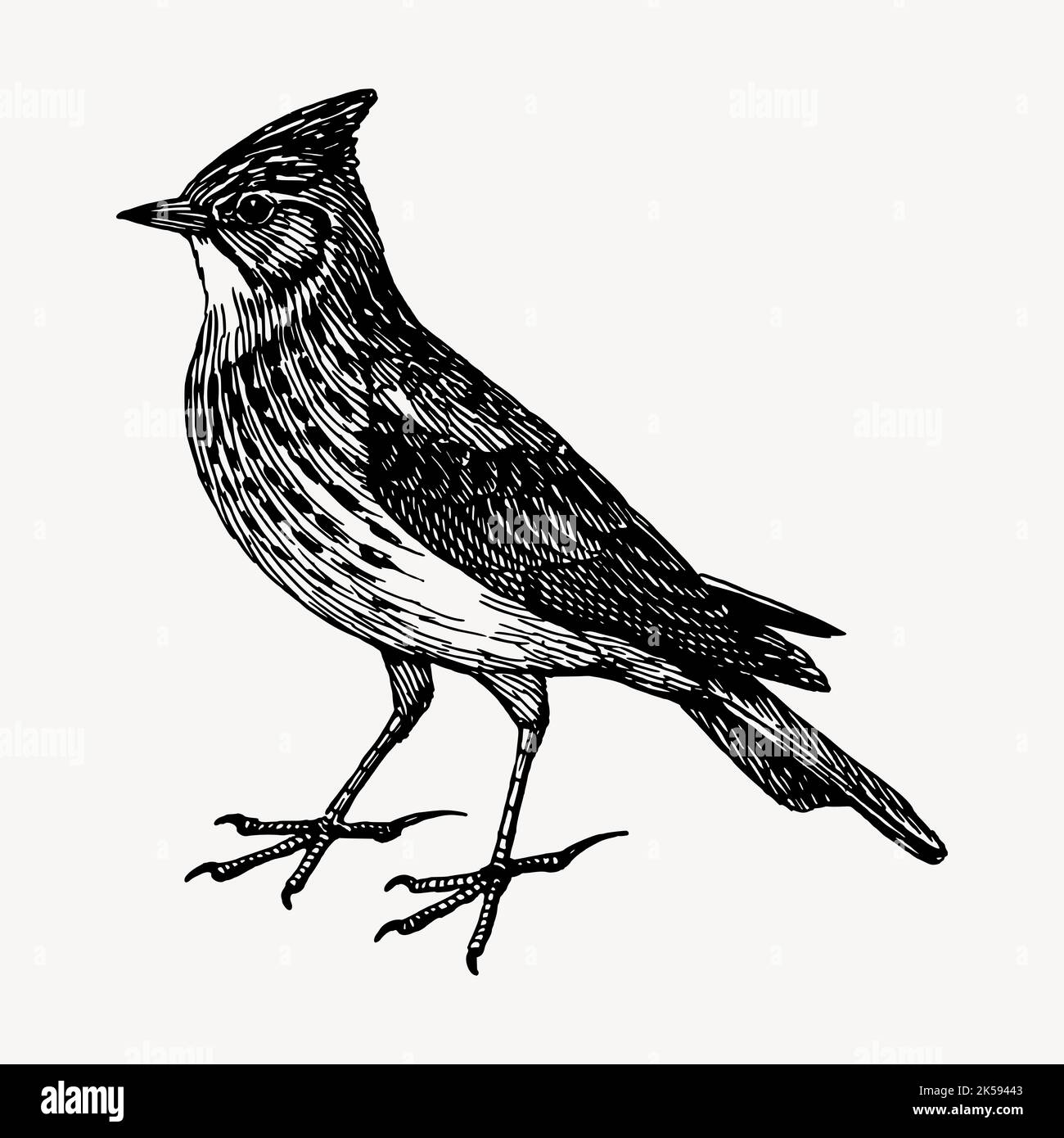 Skylark bird drawing, vintage animal illustration vector Stock Vector ...