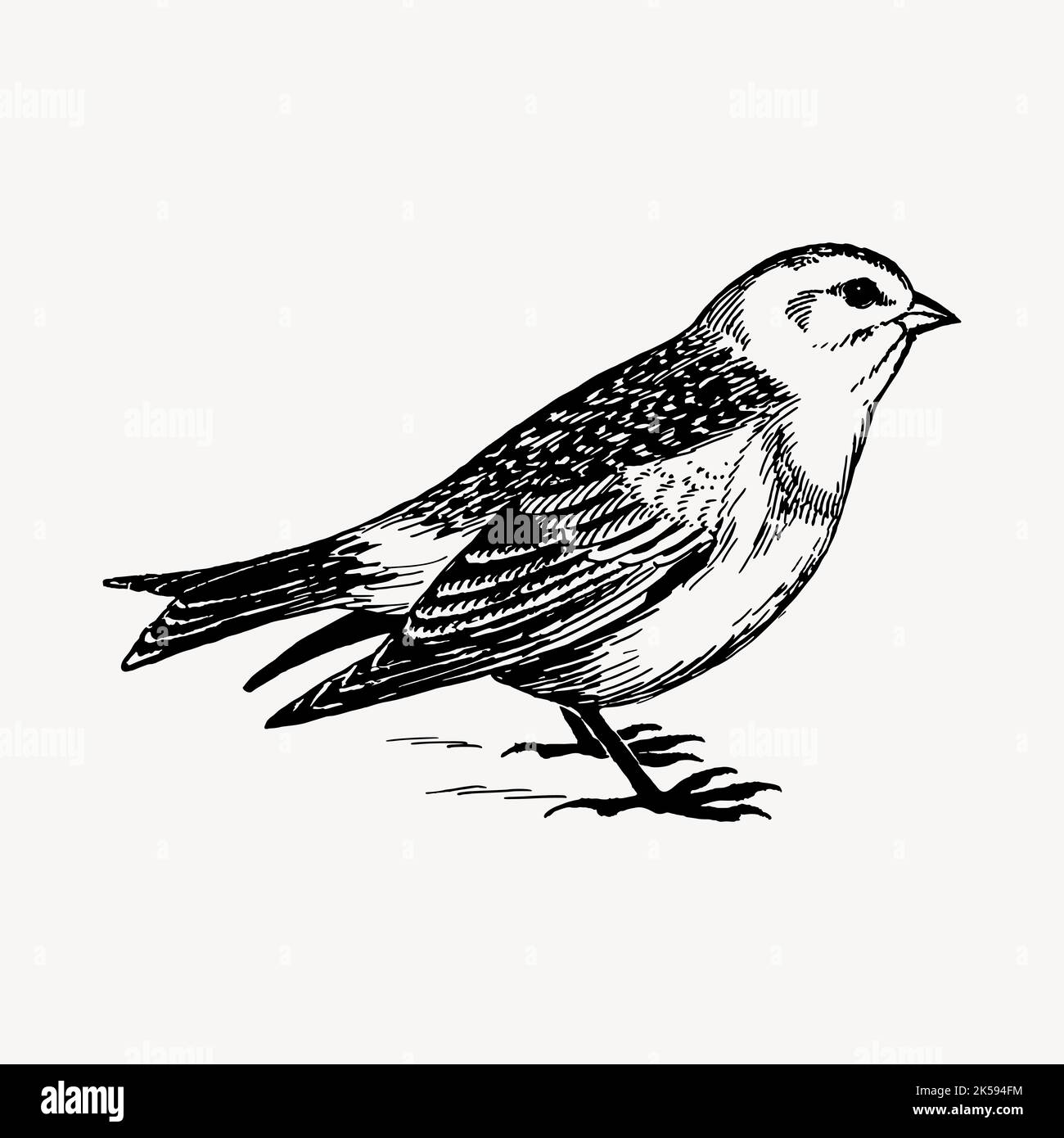 Snow bunting bird drawing, vintage animal illustration vector Stock ...