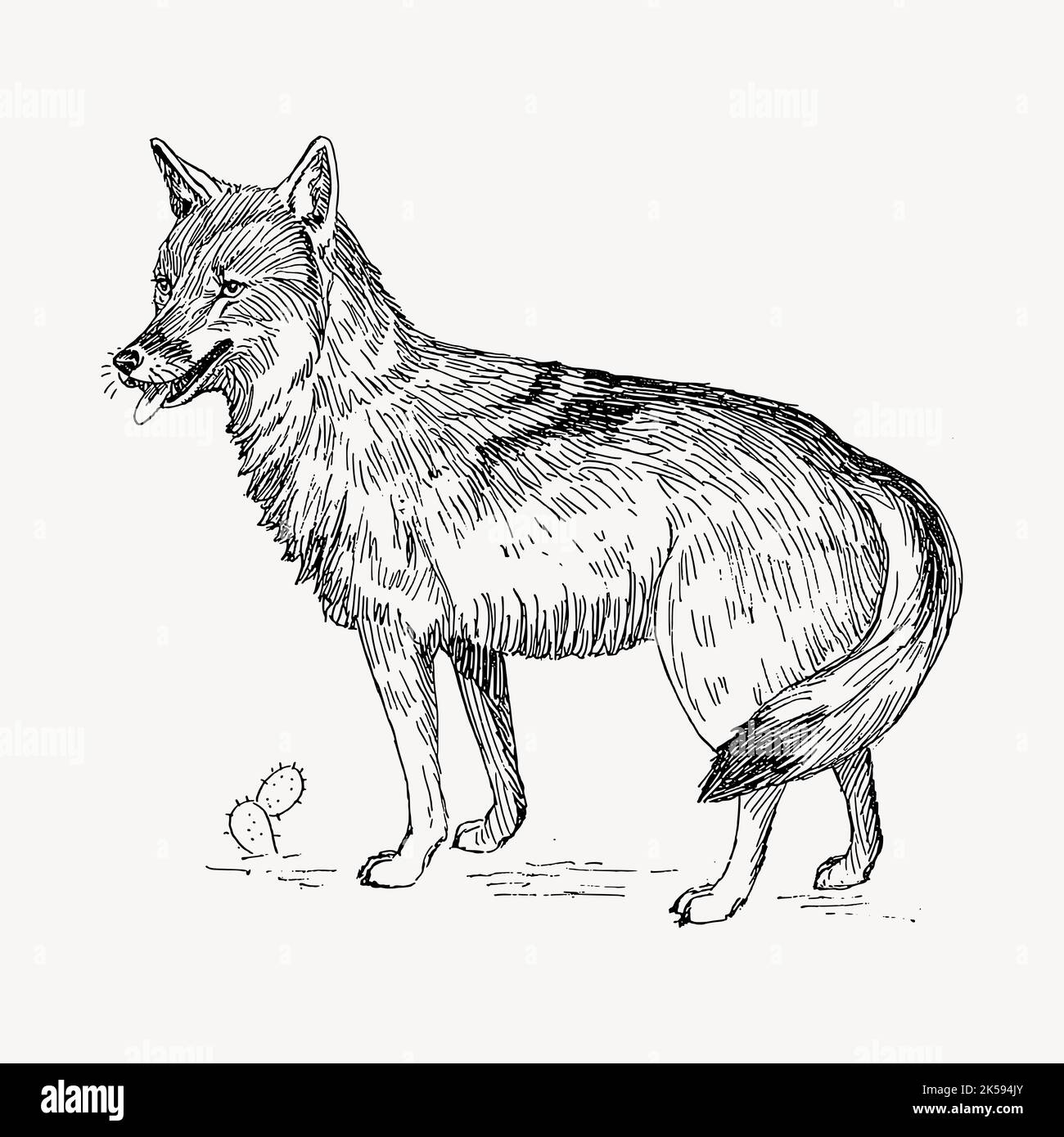 Coyote drawing, vintage animal illustration vector Stock Vector Image ...