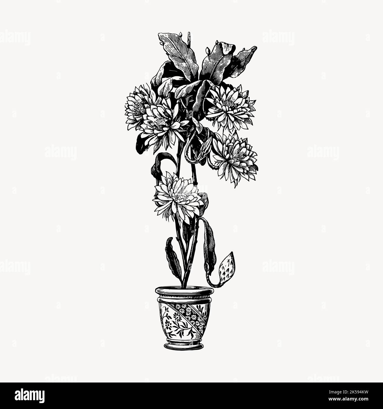 Epiphyllum flower pot drawing, vintage botanical illustration vector ...