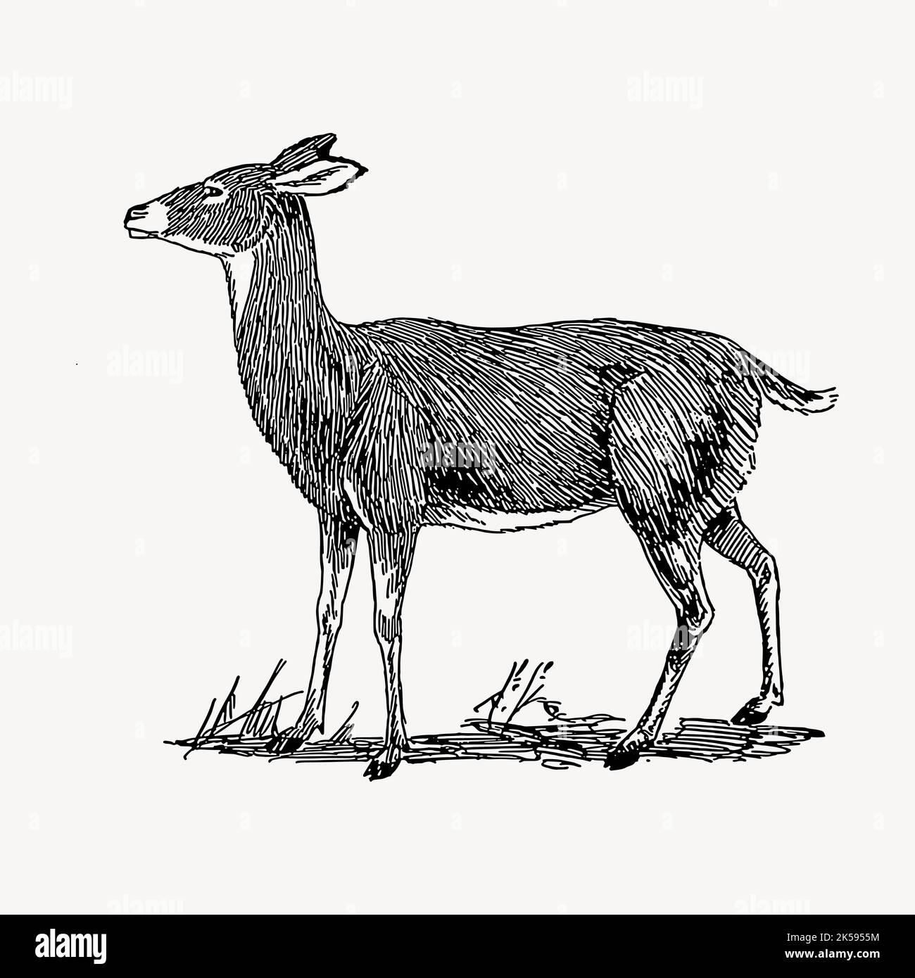 Doe deer clipart, animal vintage illustration vector Stock Vector Image ...