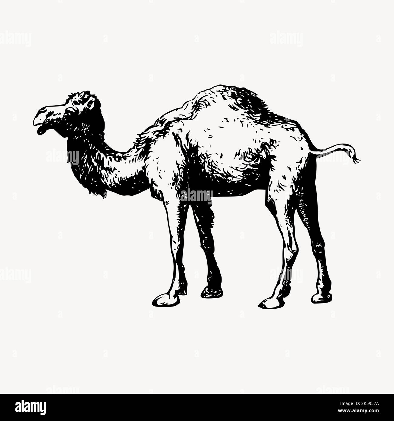 Camel drawing, vintage animal illustration vector Stock Vector Image ...