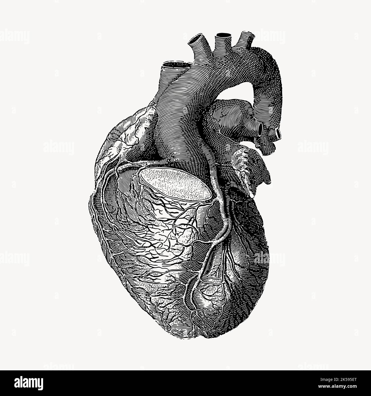 Realistic heart clipart, medical vintage illustration vector Stock ...