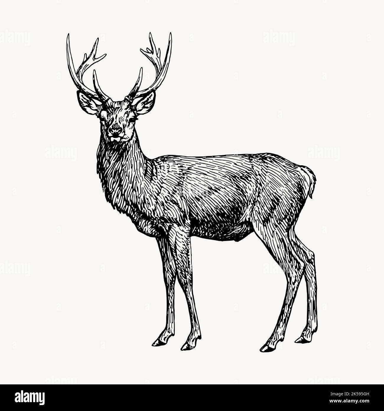 Stag drawing hi-res stock photography and images - Alamy