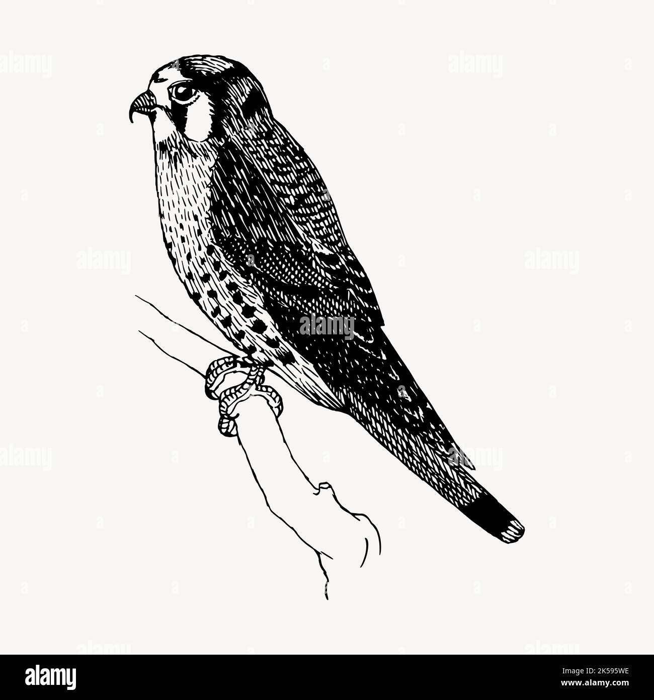 Sparrow hawk bird drawing, vintage animal illustration vector Stock ...