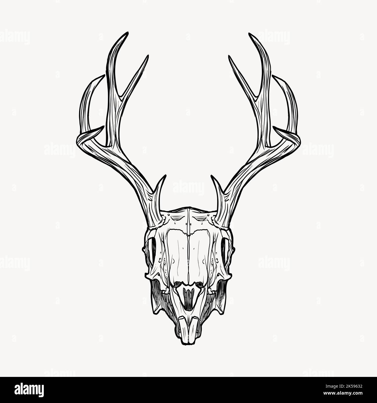 Deer skull drawing hi-res stock photography and images - Alamy